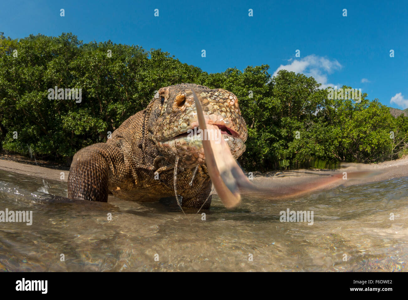 Komodo-Waran, Varanus Komodoensis, Komodo, Indonesien Stockfotografie ...