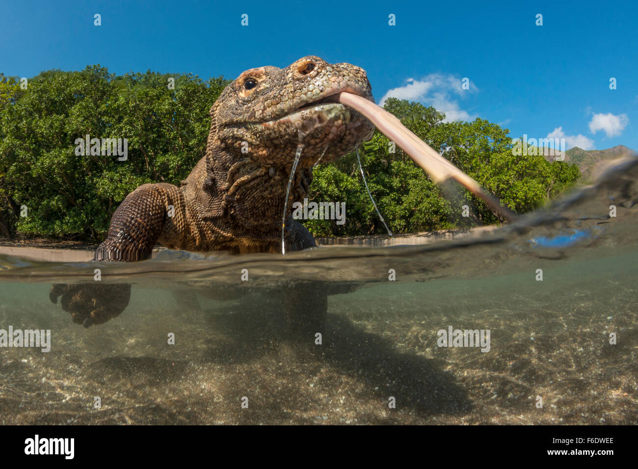Komodo-Waran, Varanus Komodoensis, Komodo, Indonesien Stockfotografie ...