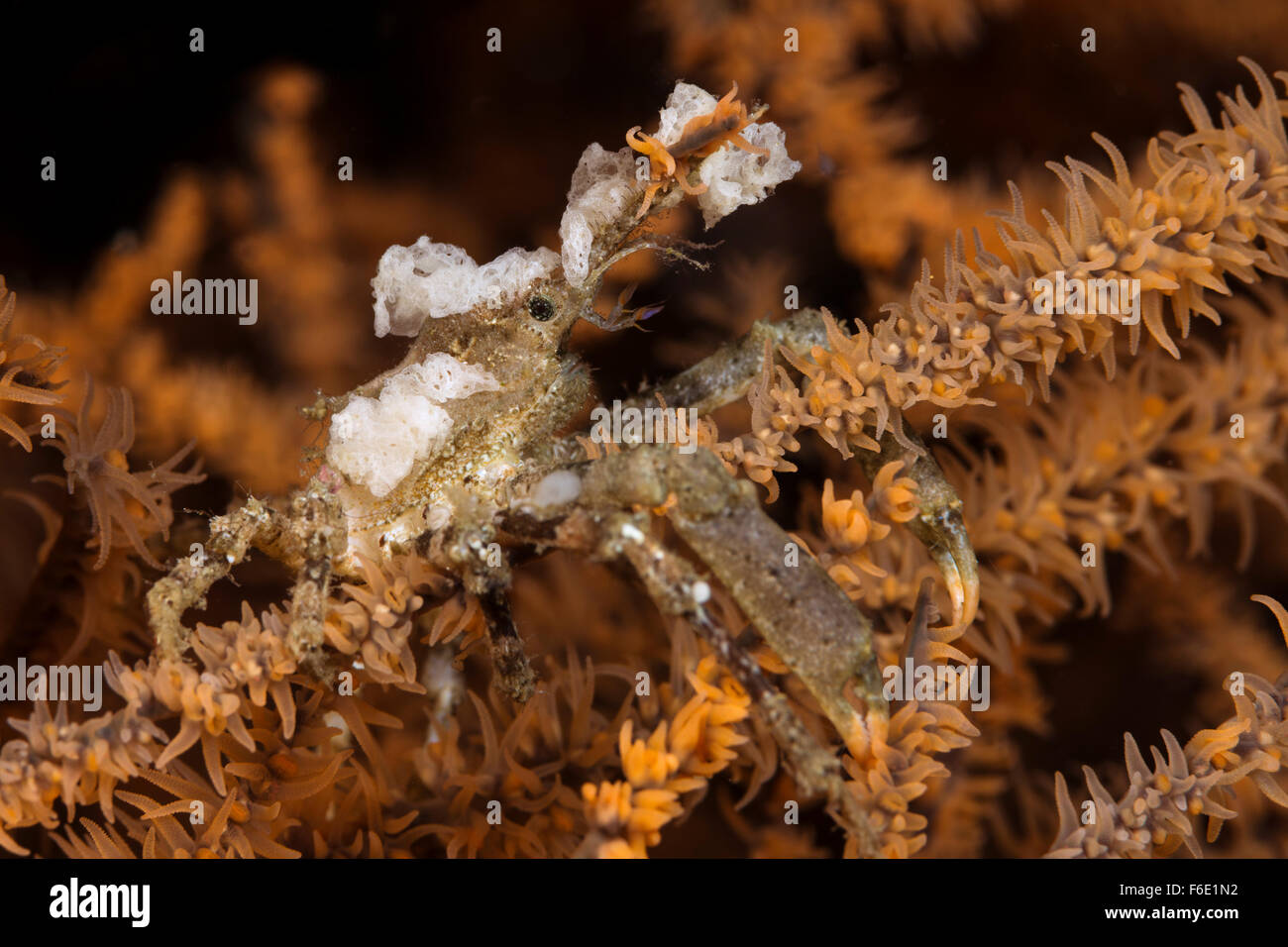 Seespinnen, Macropodia SP., Komodo, Indonesien Stockfotografie - Alamy