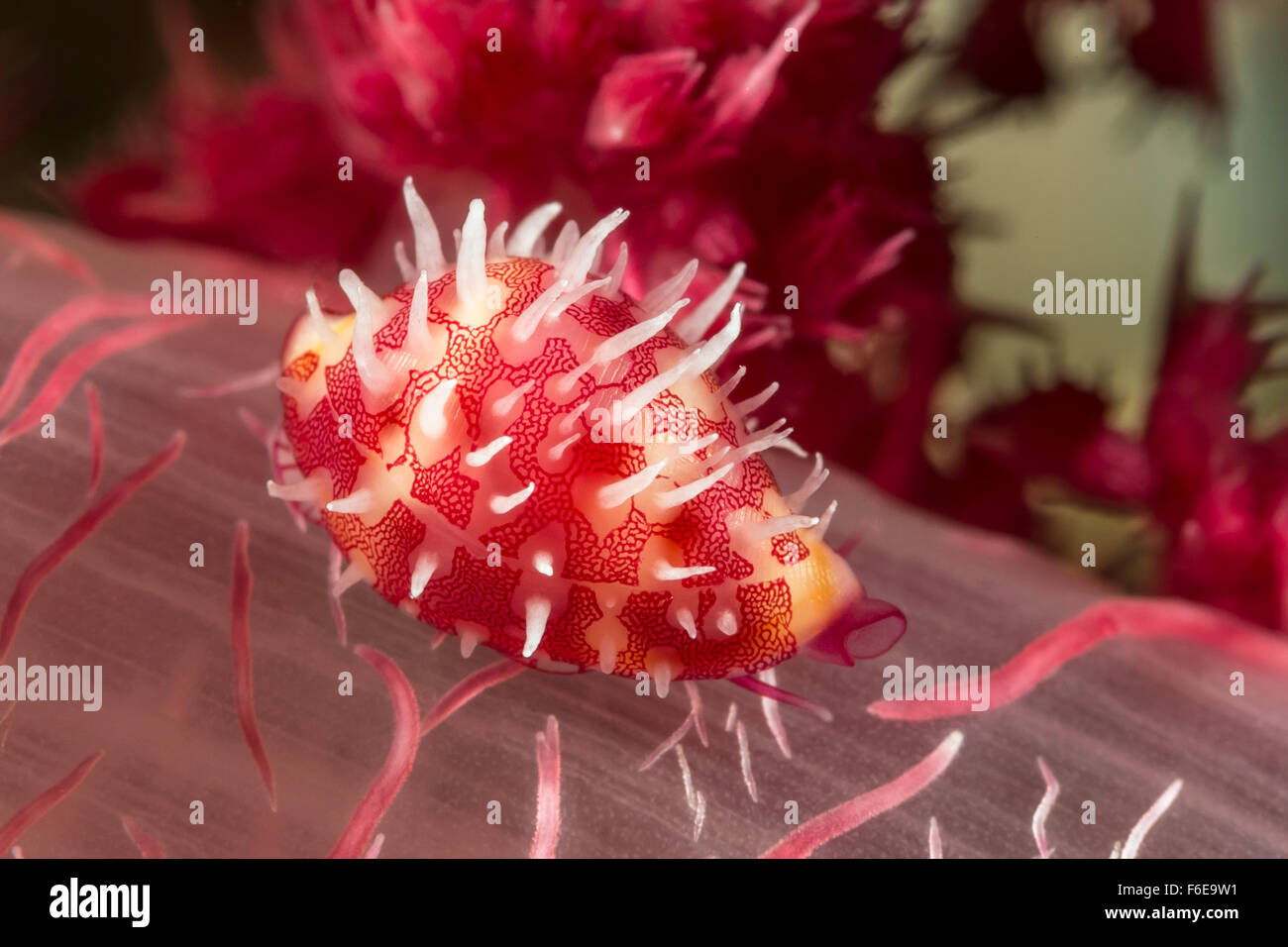 Diminovula stigma -Fotos und -Bildmaterial in hoher Auflösung – Alamy
