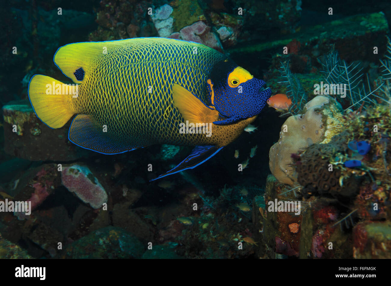 Blau-faced Kaiserfisch (Pomacanthus Xanthometopon) am Korallenriff in ...