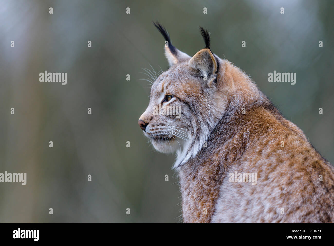 Eurasischer Luchs, Lynx Lynx, eurasische Luchse Stockfotografie - Alamy