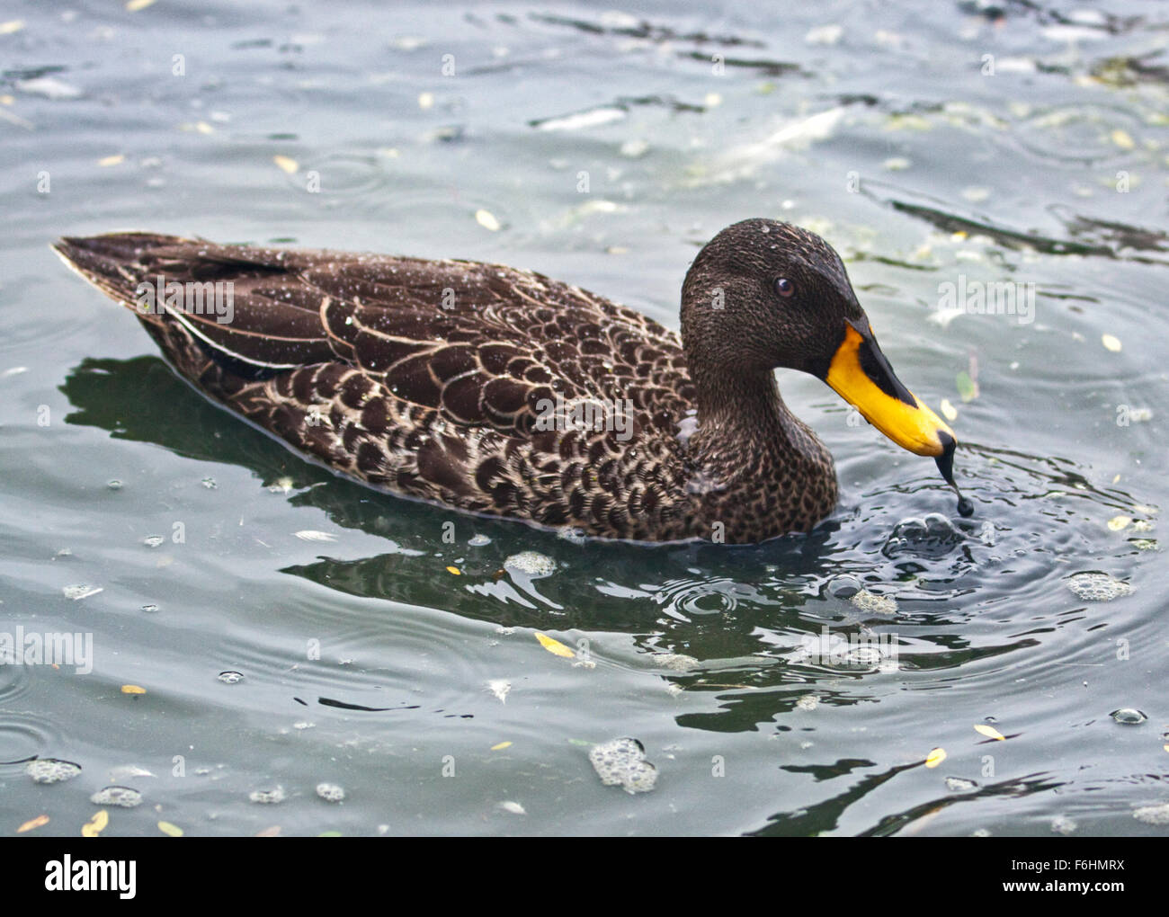 Afrikanische Gelbschnabelente Stockfotos und -bilder Kaufen - Alamy