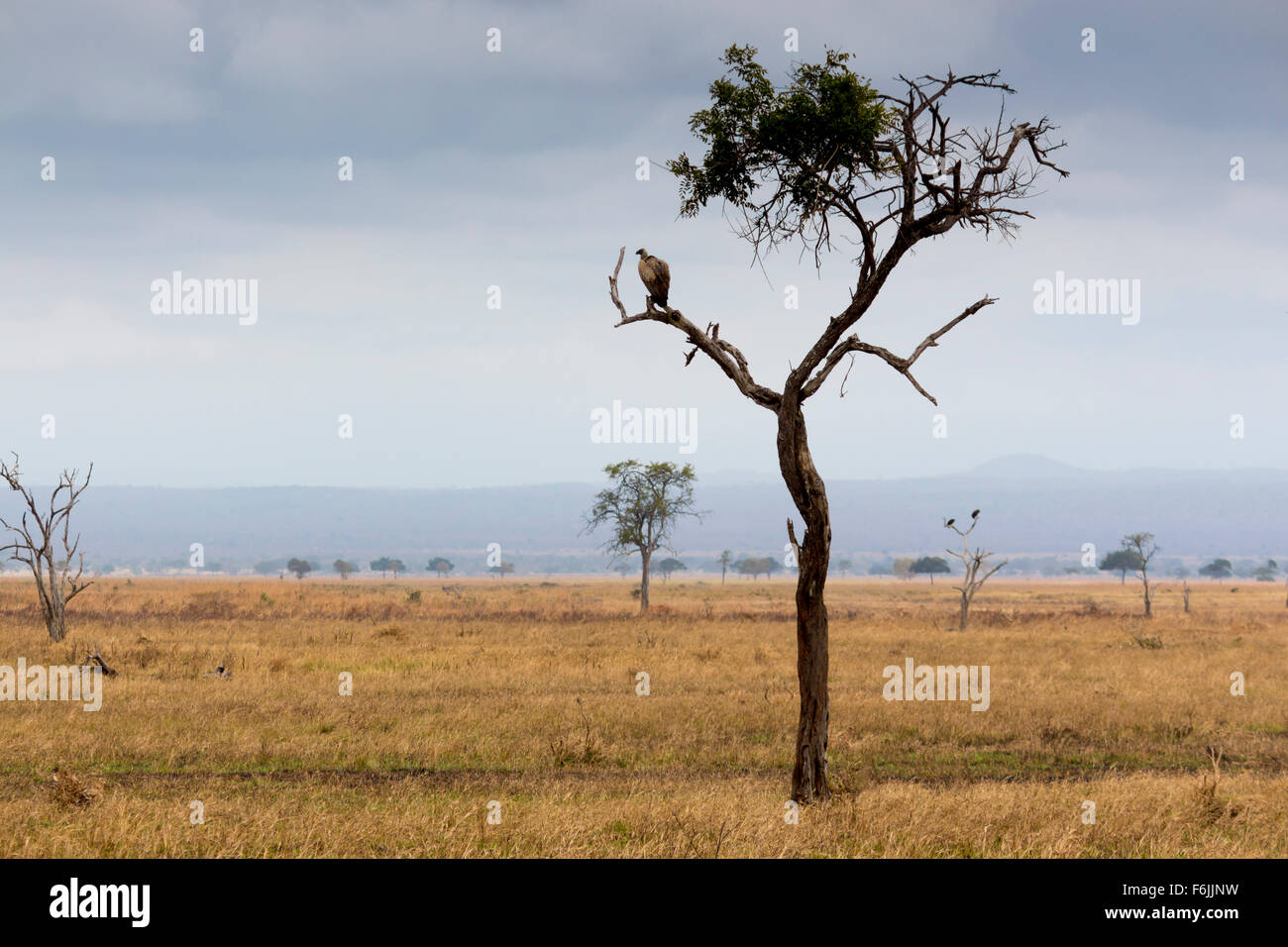 Ein Baum mit einem Geier auf einem Ast saß. Hintergrund zeigt eine ...