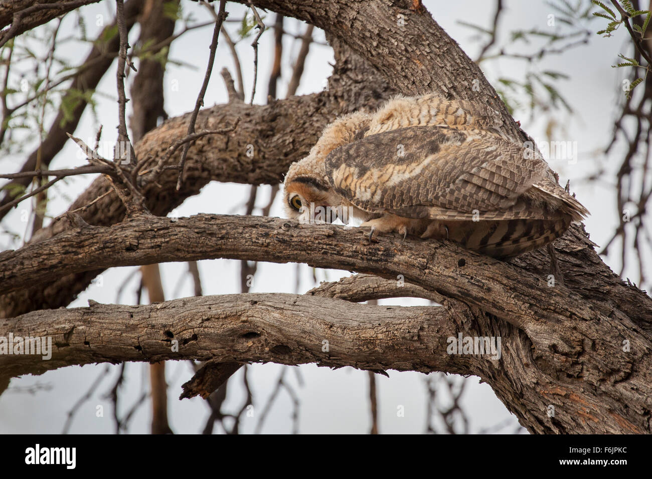 Große gehörnte Eule (Bubo Virginianus) eine Eule Tablette erbrechend ...