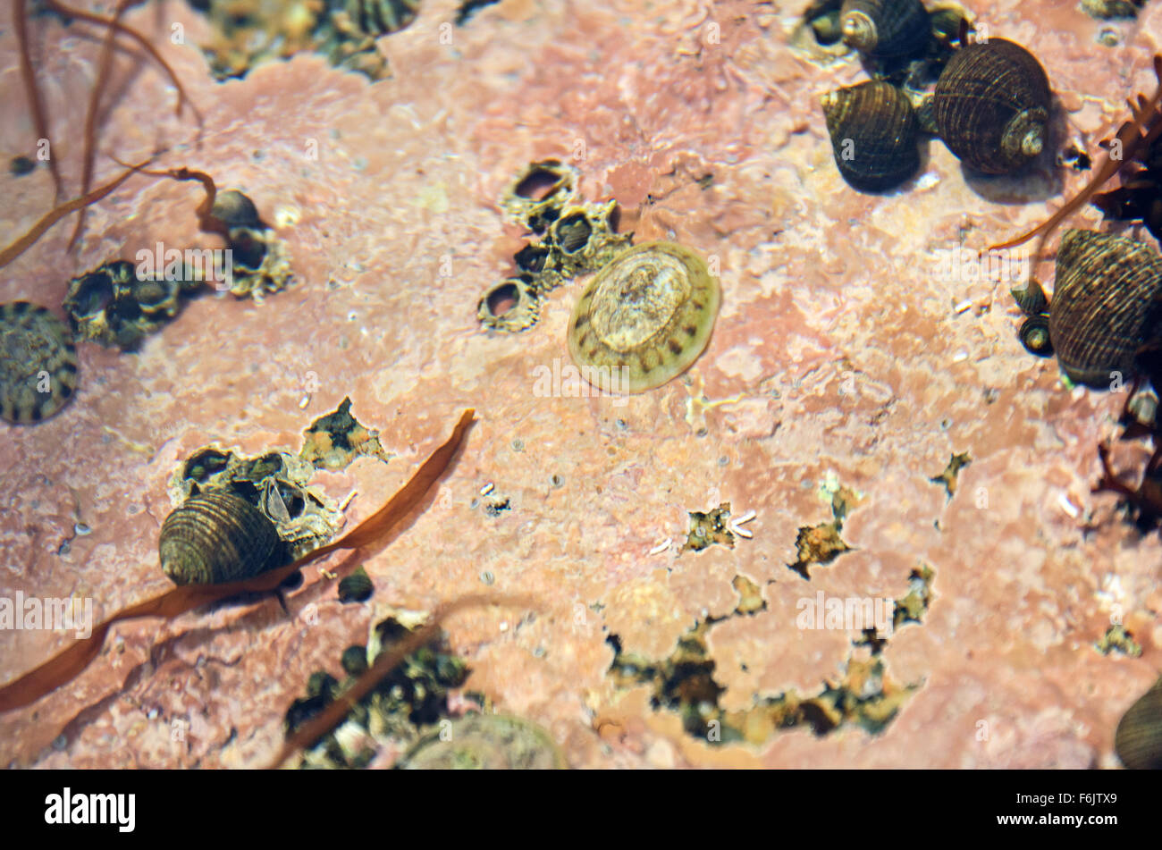 Testudinalia testudinalis -Fotos und -Bildmaterial in hoher Auflösung ...
