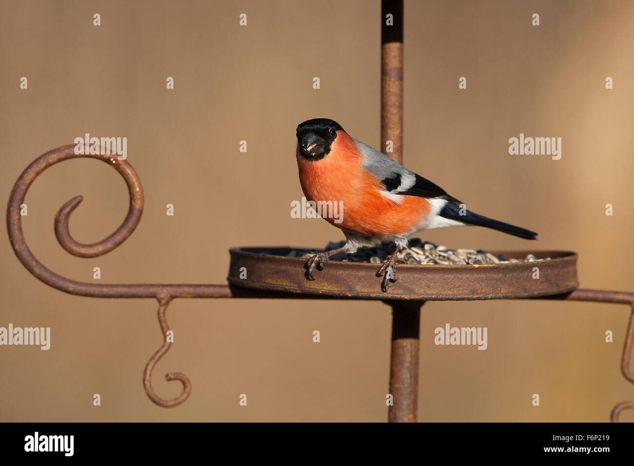 Gimpel winter -Fotos und -Bildmaterial in hoher Auflösung – Alamy
