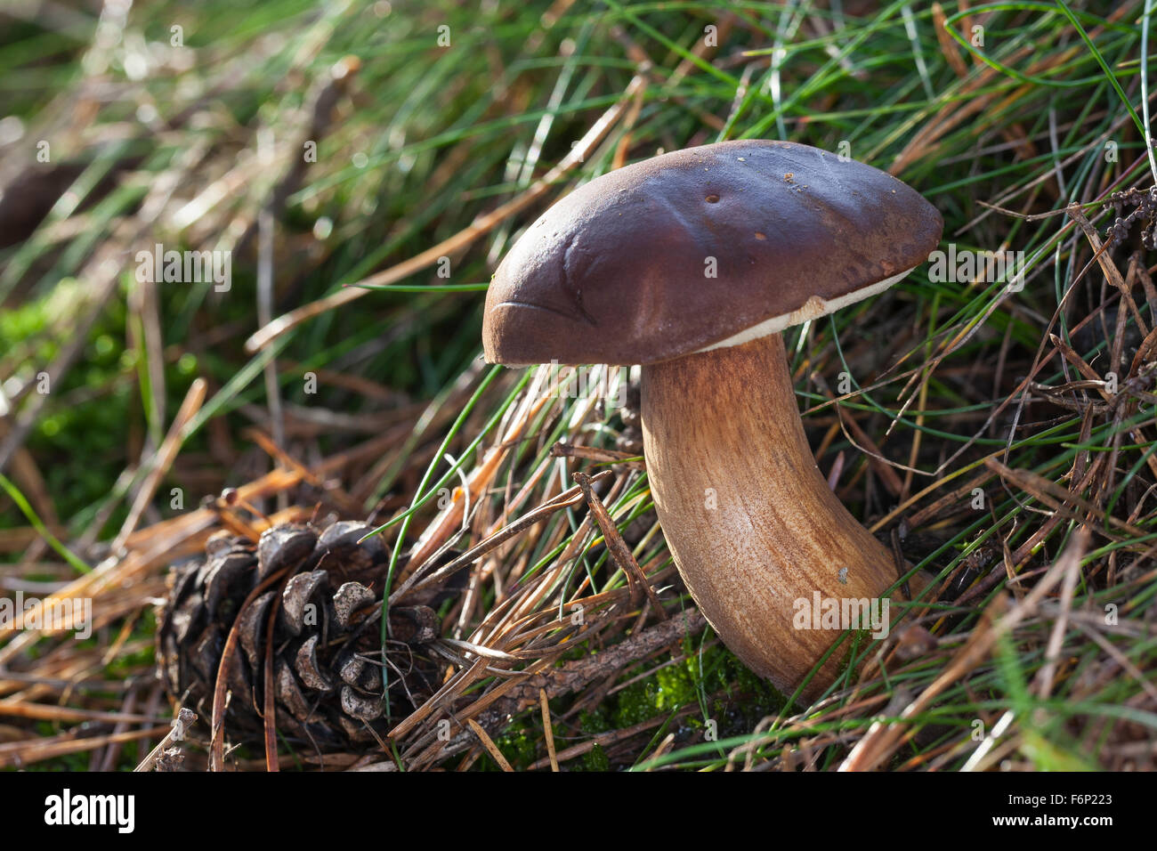 Maronen röhrling -Fotos und -Bildmaterial in hoher Auflösung – Alamy