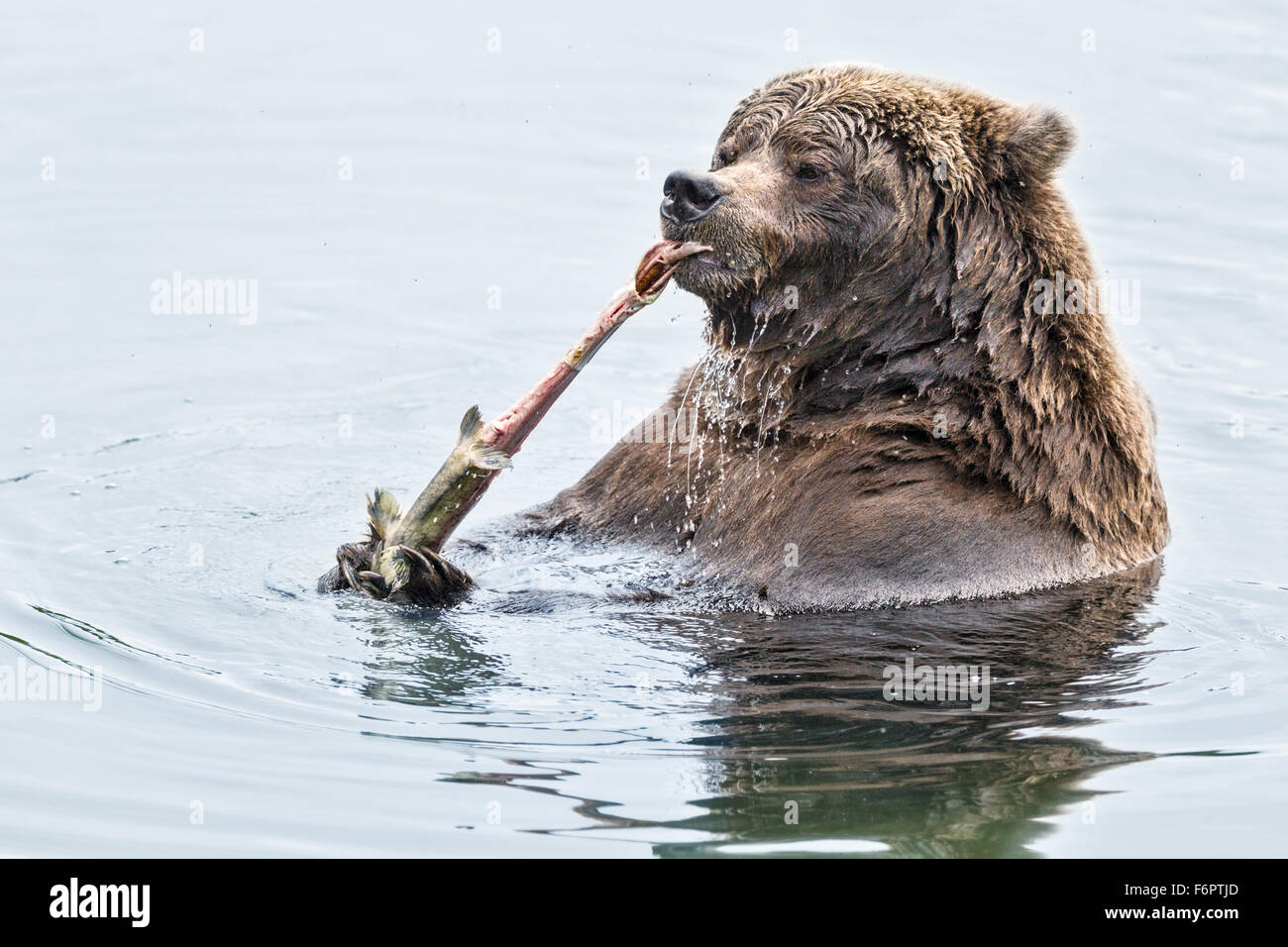 Alaska wildes leben -Fotos und -Bildmaterial in hoher Auflösung – Alamy