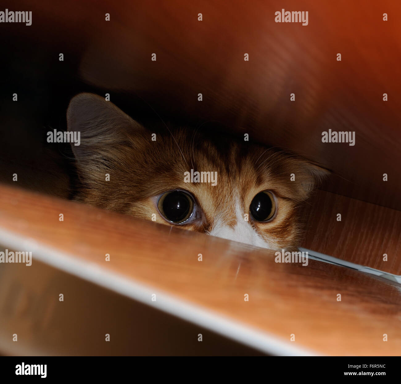 Rote Katze guckt zwischen die Beine des Tisches Stockfotografie - Alamy