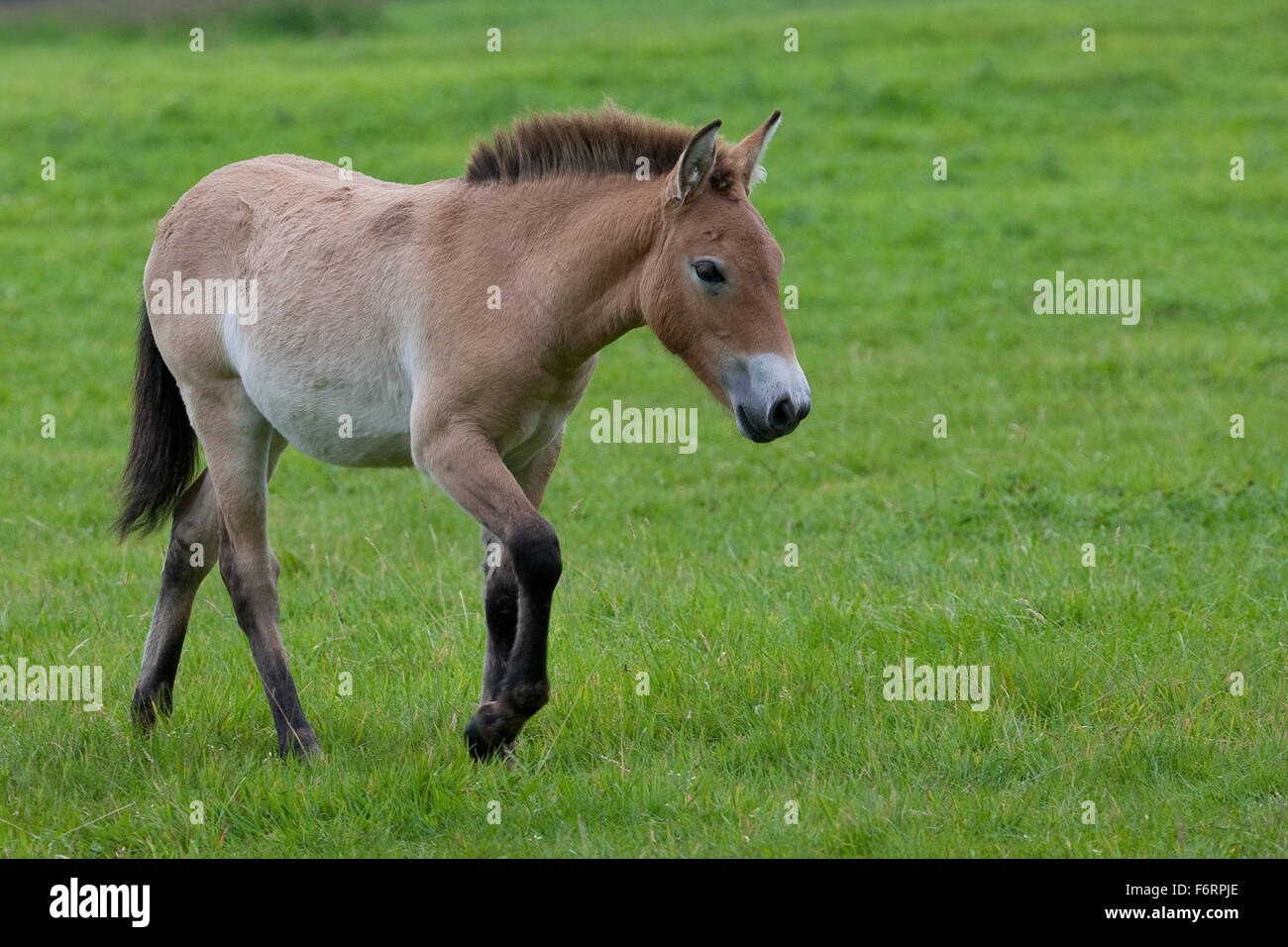 Pferd fohlen -Fotos und -Bildmaterial in hoher Auflösung – Alamy