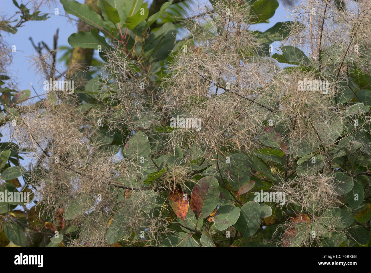 Rauchen Sie, Baum, Smoketree, Sumach, Europäischer Perückenstrauch ...