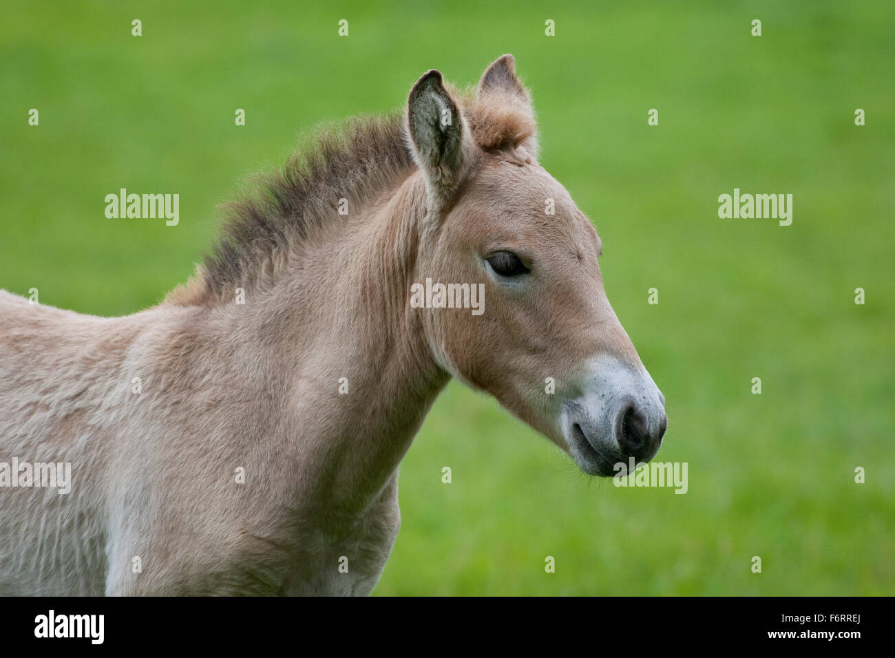 Przewalski Pferd, asiatischen Wildpferd-Fohlen, Przewalski-Pferd ...