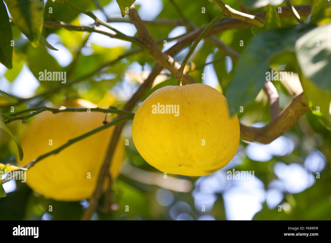 Pummelo Zitrus Maxima Stockfotos und -bilder Kaufen - Alamy