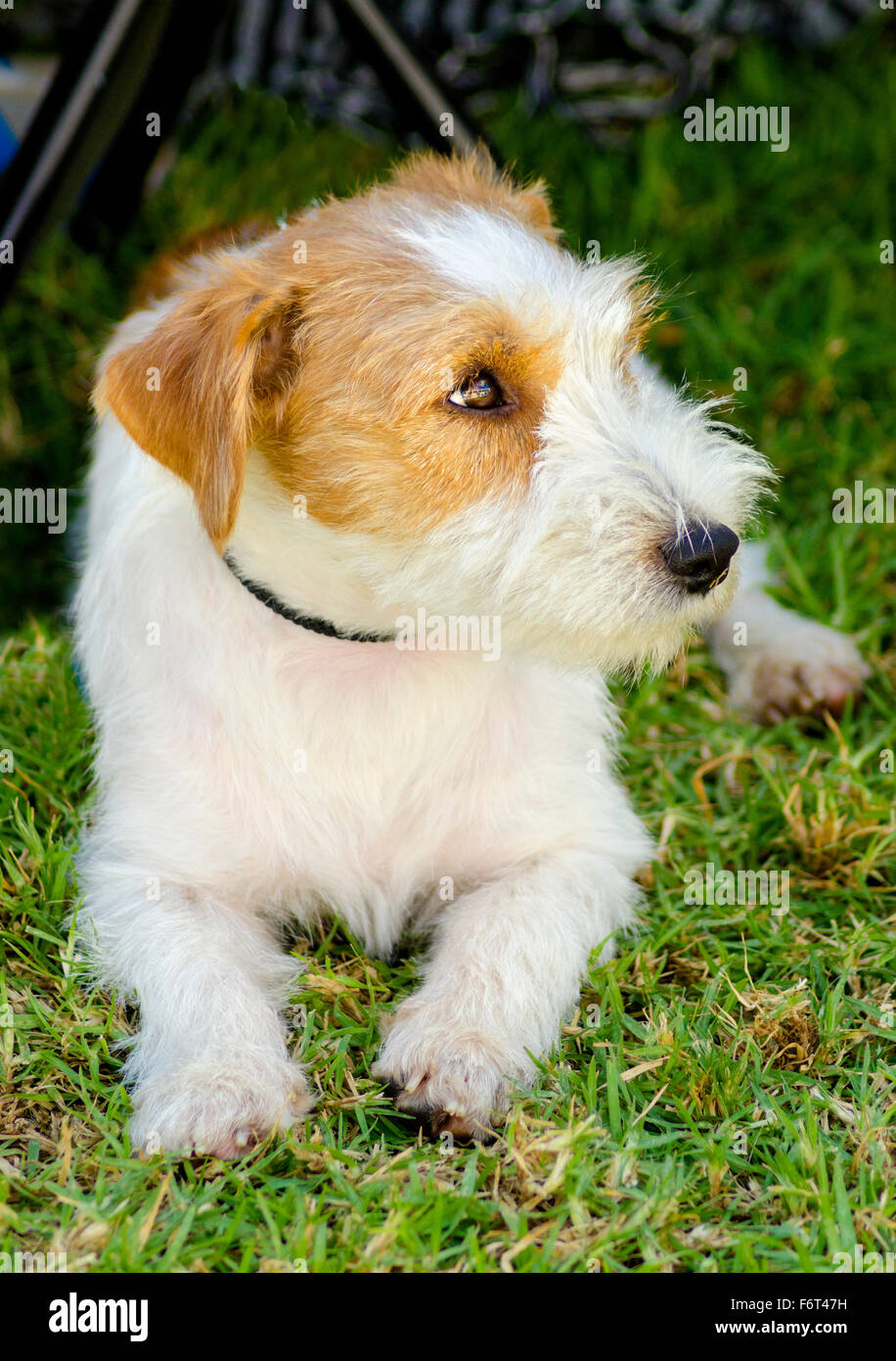 Eine kleine weiße und tan rau beschichteten Jack Russell Terrier Hund ...