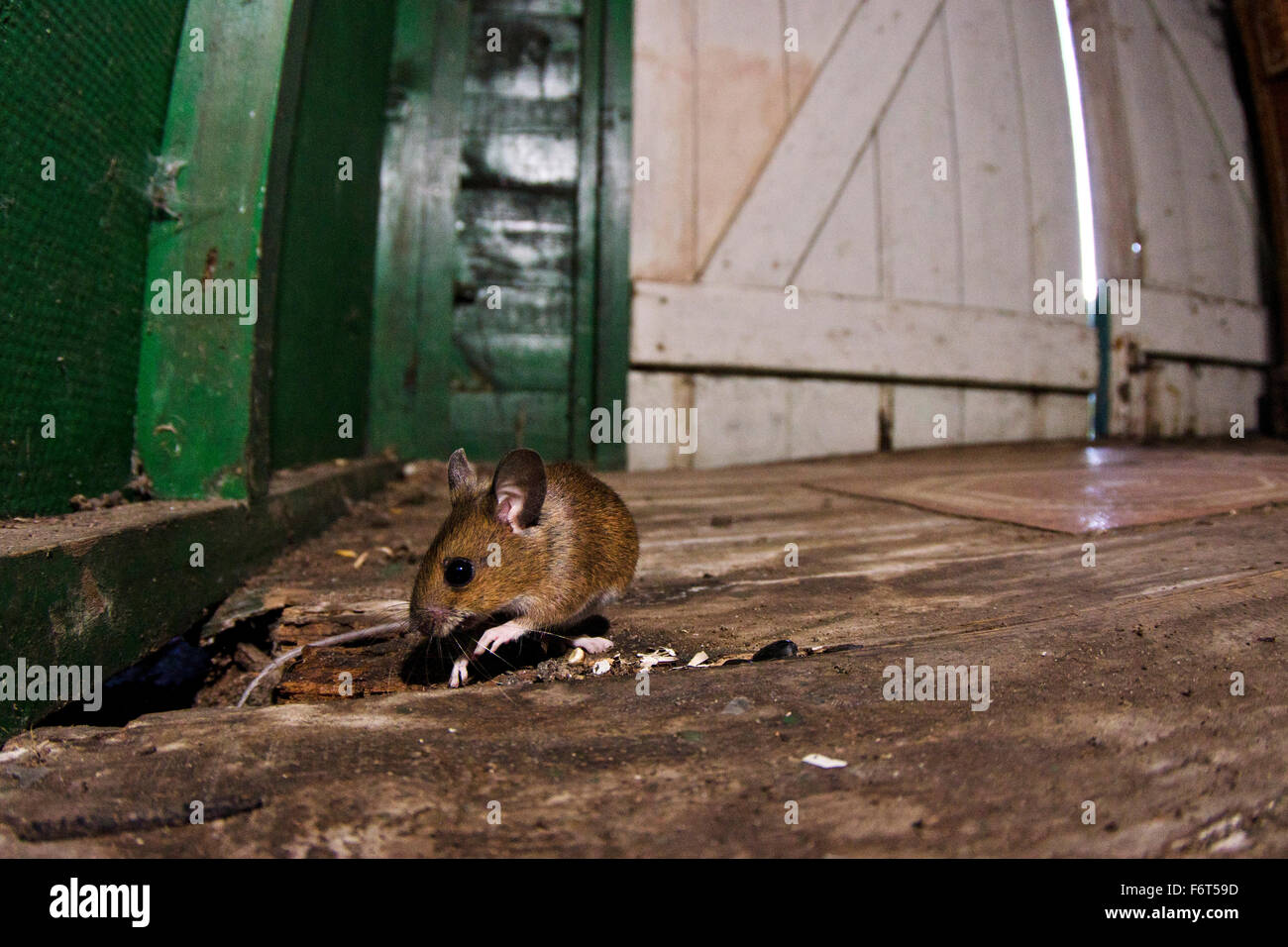 Langschwanz feldmaus -Fotos und -Bildmaterial in hoher Auflösung – Alamy