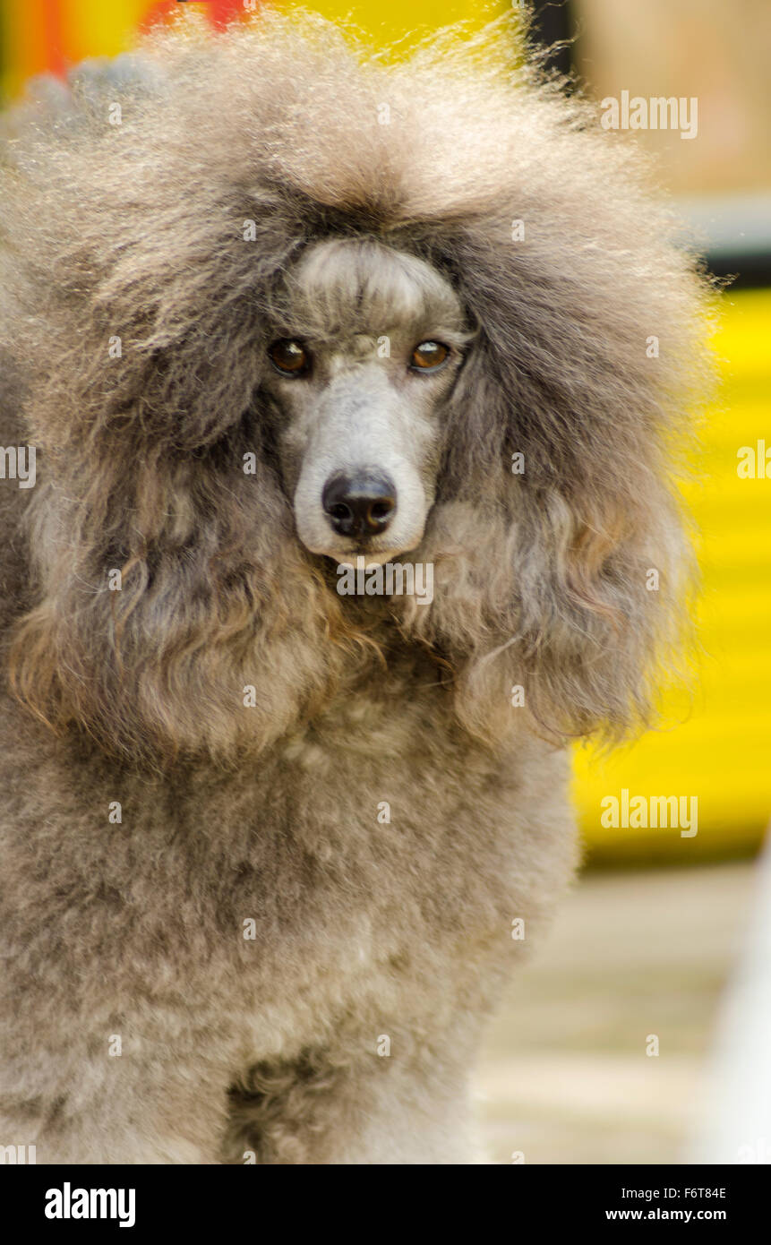 Pudel caniche -Fotos und -Bildmaterial in hoher Auflösung - Seite 2 - Alamy