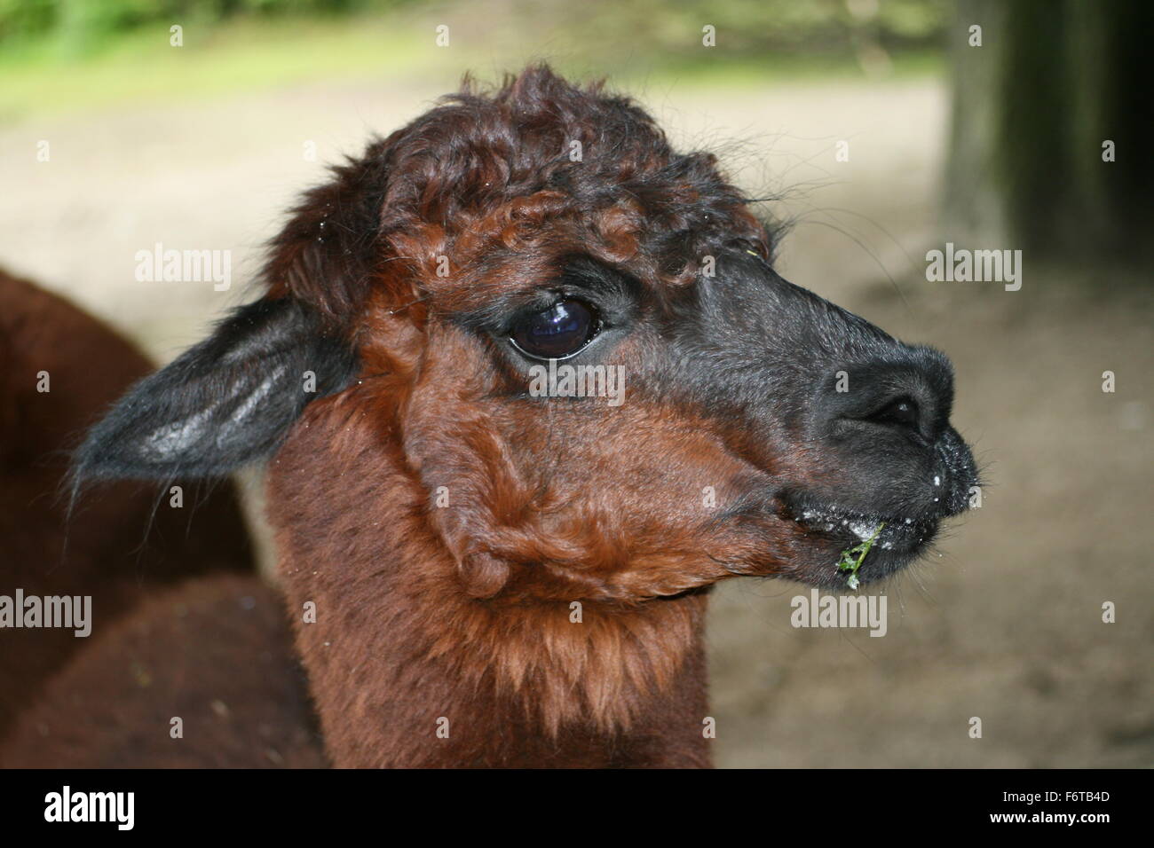 Lama Spucken Stockfotos und -bilder Kaufen - Alamy