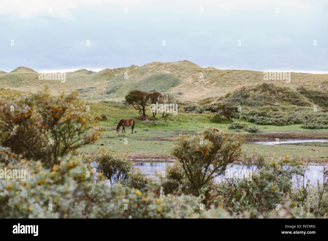 Niederlande, Bergen Aan Zee, Pferd Weide in Dünen Stockfotografie - Alamy