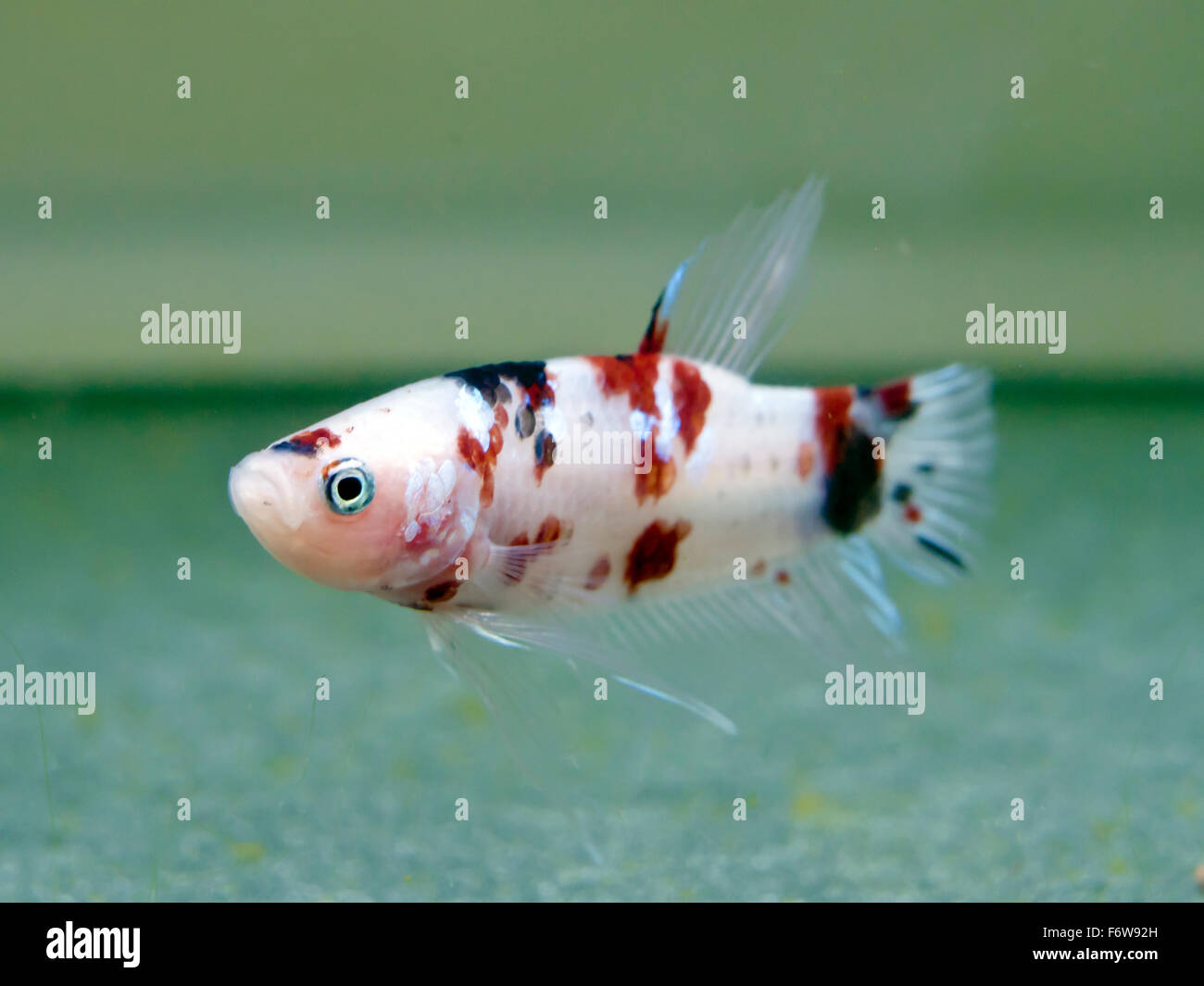 siamesische Kampffische (Koi-Stil), Betta Schwimmen im Aquarium tank ...