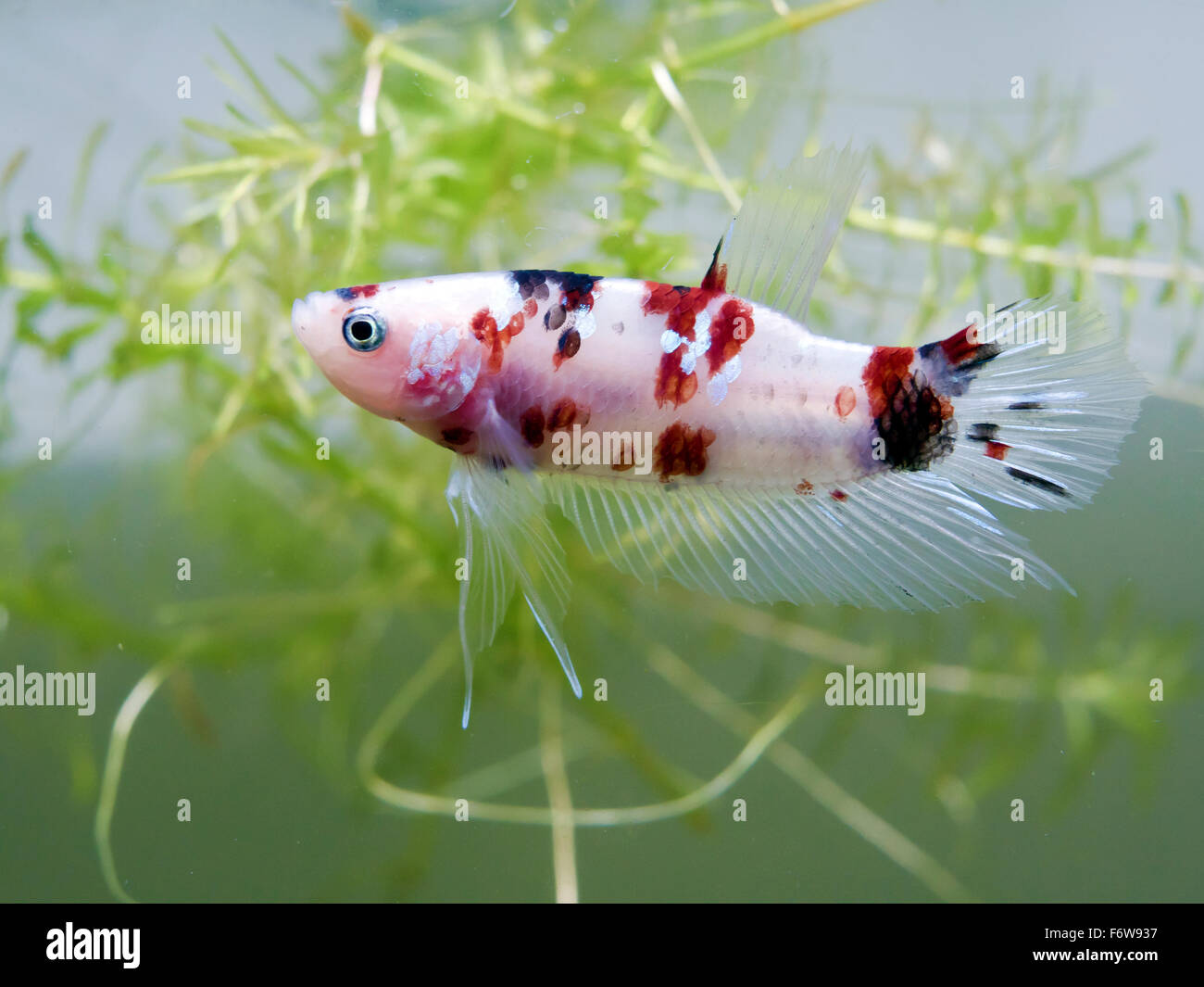 siamesische Kampffische (Koi-Stil), Betta Schwimmen im Aquarium tank ...