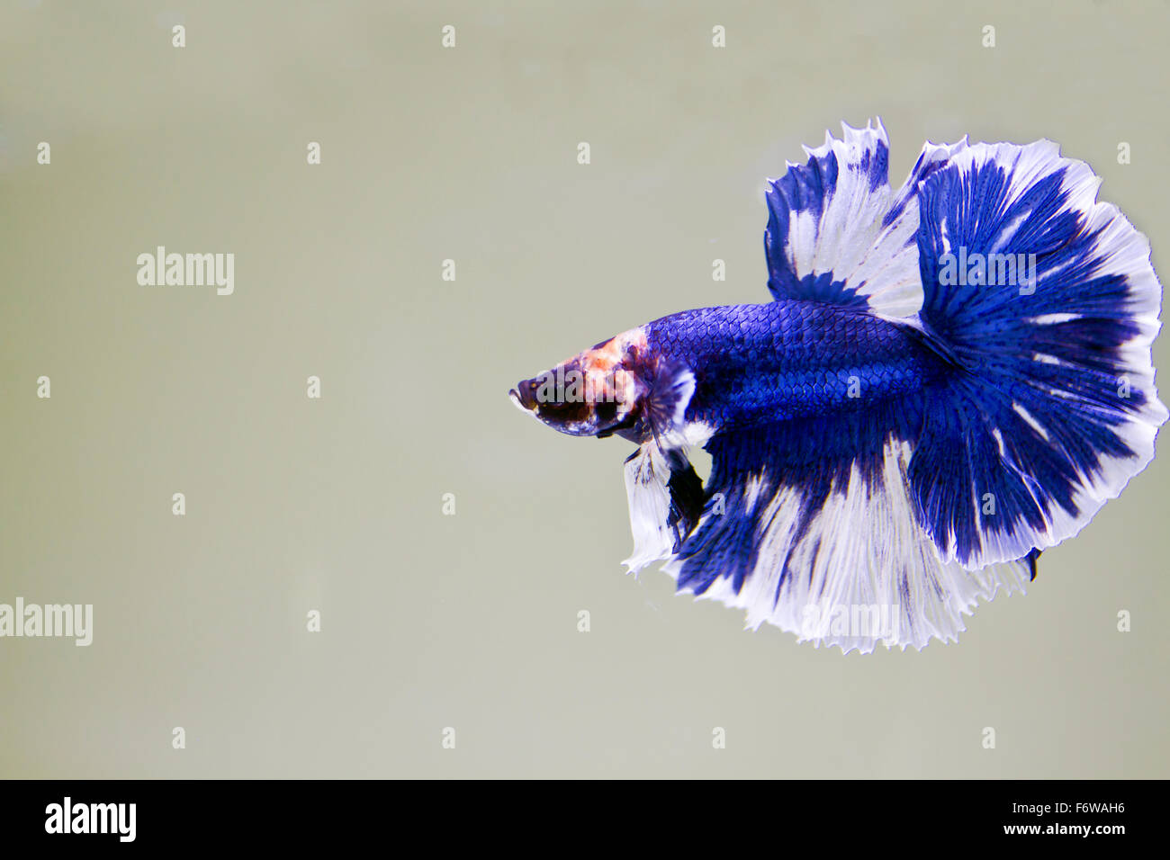 Betta Fisch, siamesische Kampffische Betta Splendens (Halfmoon Betta ...