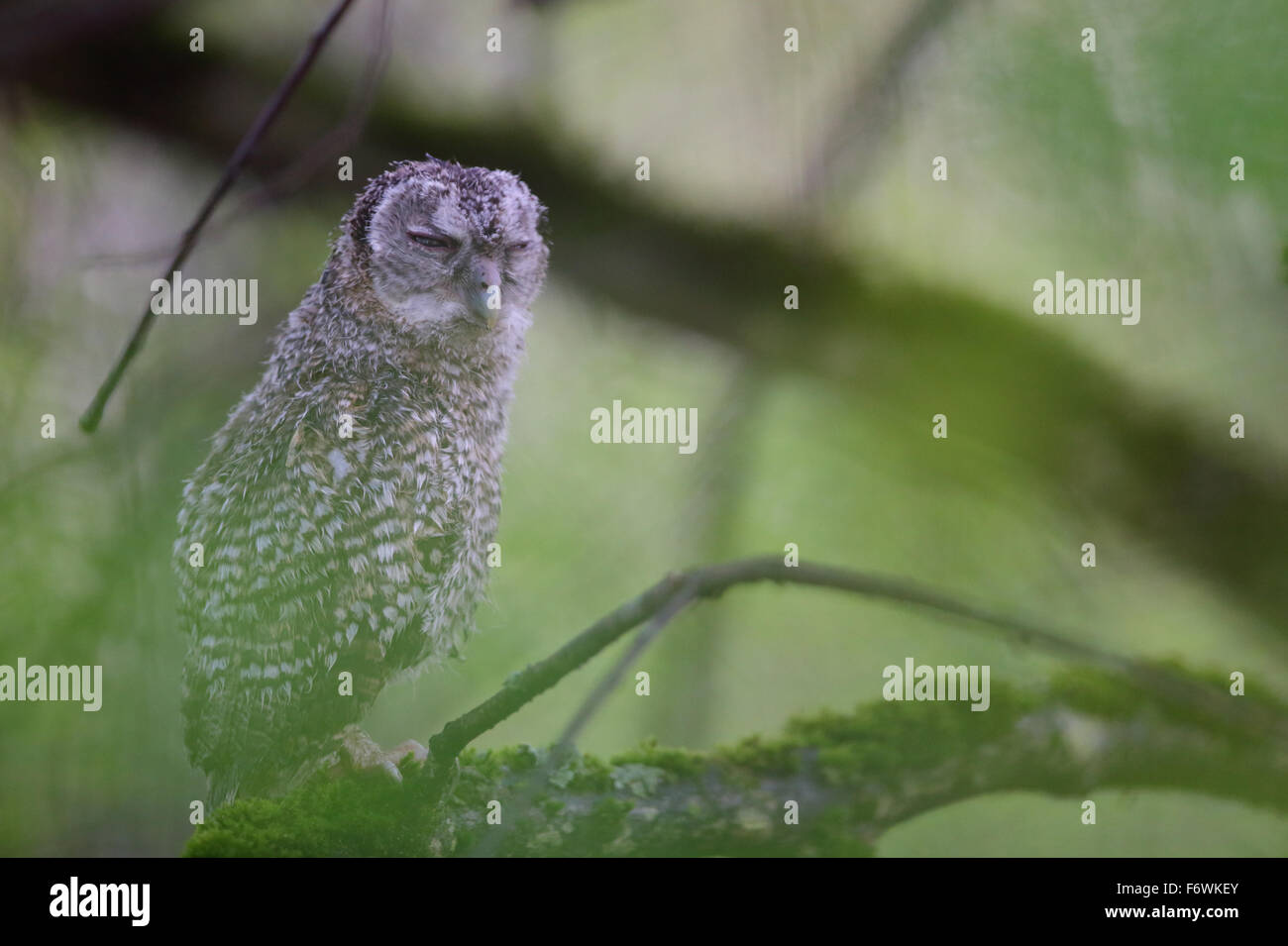 Nasse eule -Fotos und -Bildmaterial in hoher Auflösung – Alamy