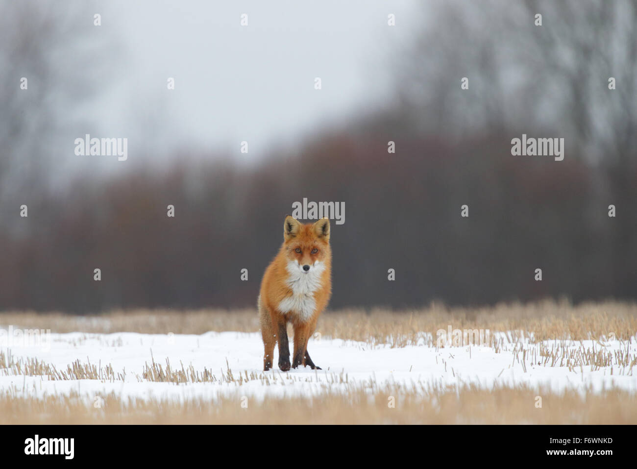 Fuchs paarung -Fotos und -Bildmaterial in hoher Auflösung – Alamy