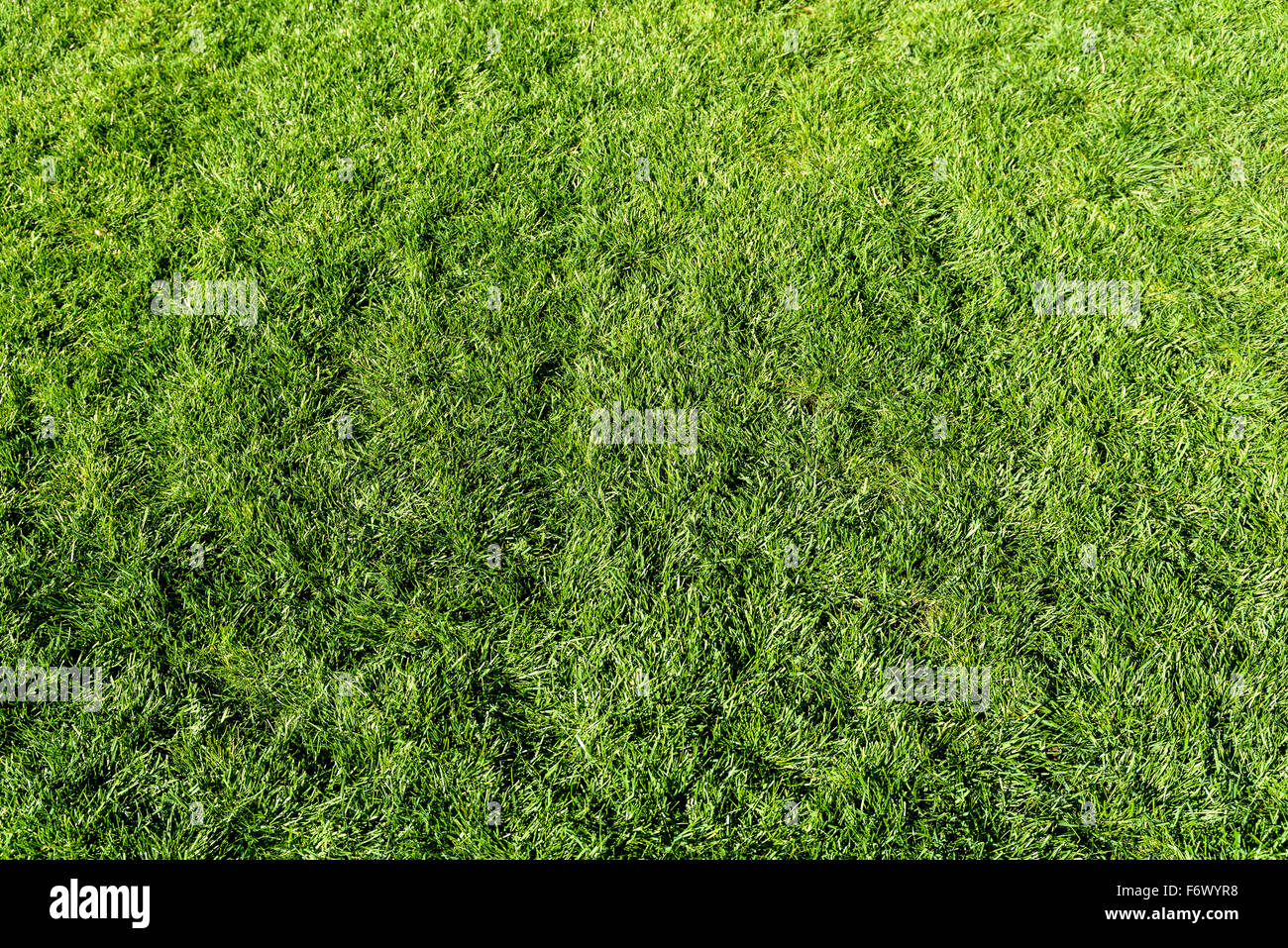Grass texture -Fotos und -Bildmaterial in hoher Auflösung – Alamy