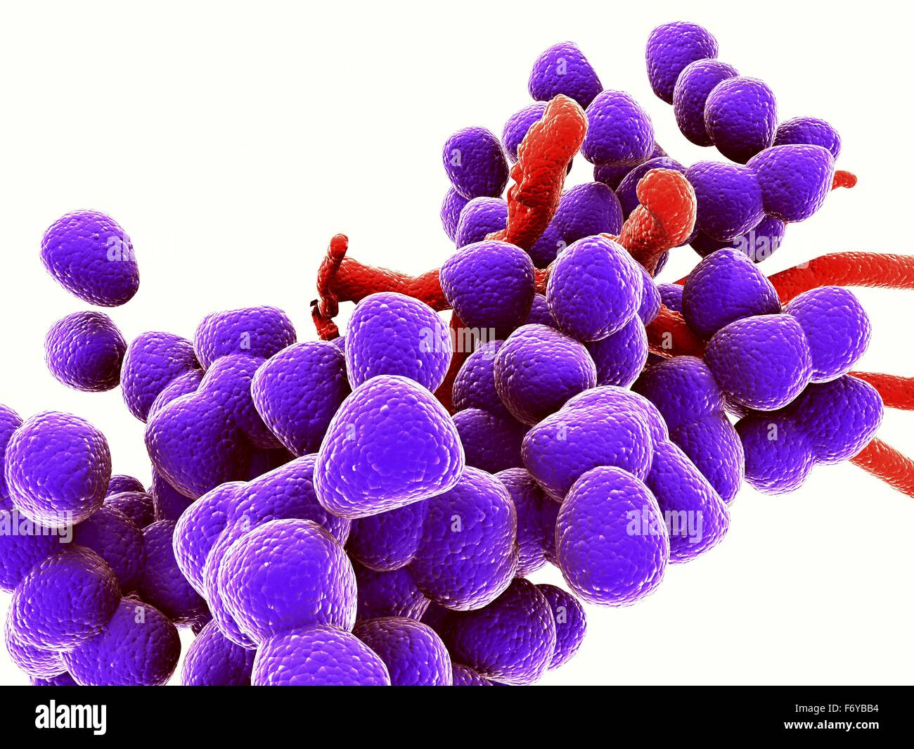 Streptococcus faecalis -Fotos und -Bildmaterial in hoher Auflösung – Alamy