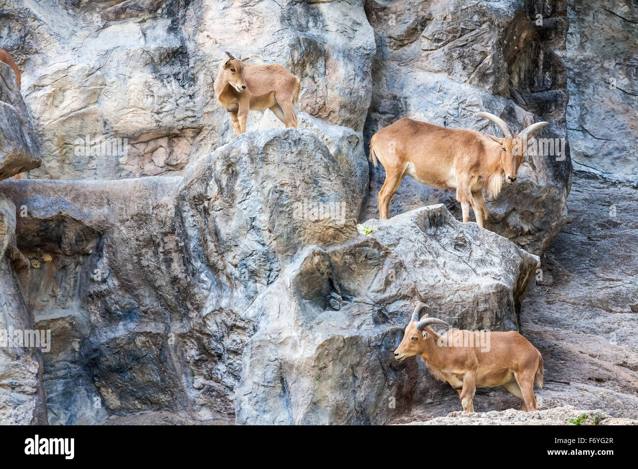 Die bergziegen -Fotos und -Bildmaterial in hoher Auflösung – Alamy