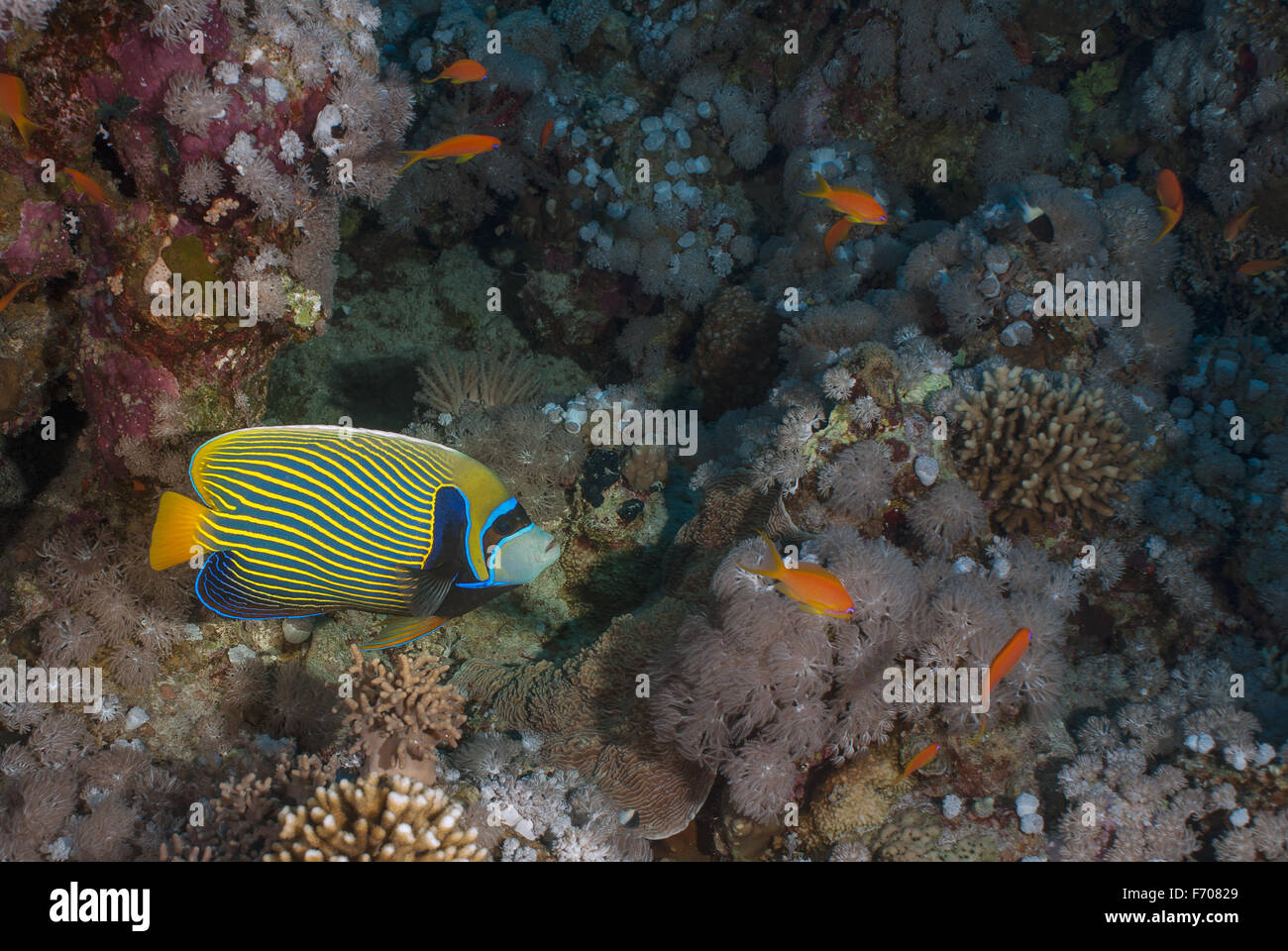 Kaiser kaiserfisch pomacanthus imperator -Fotos und -Bildmaterial in ...