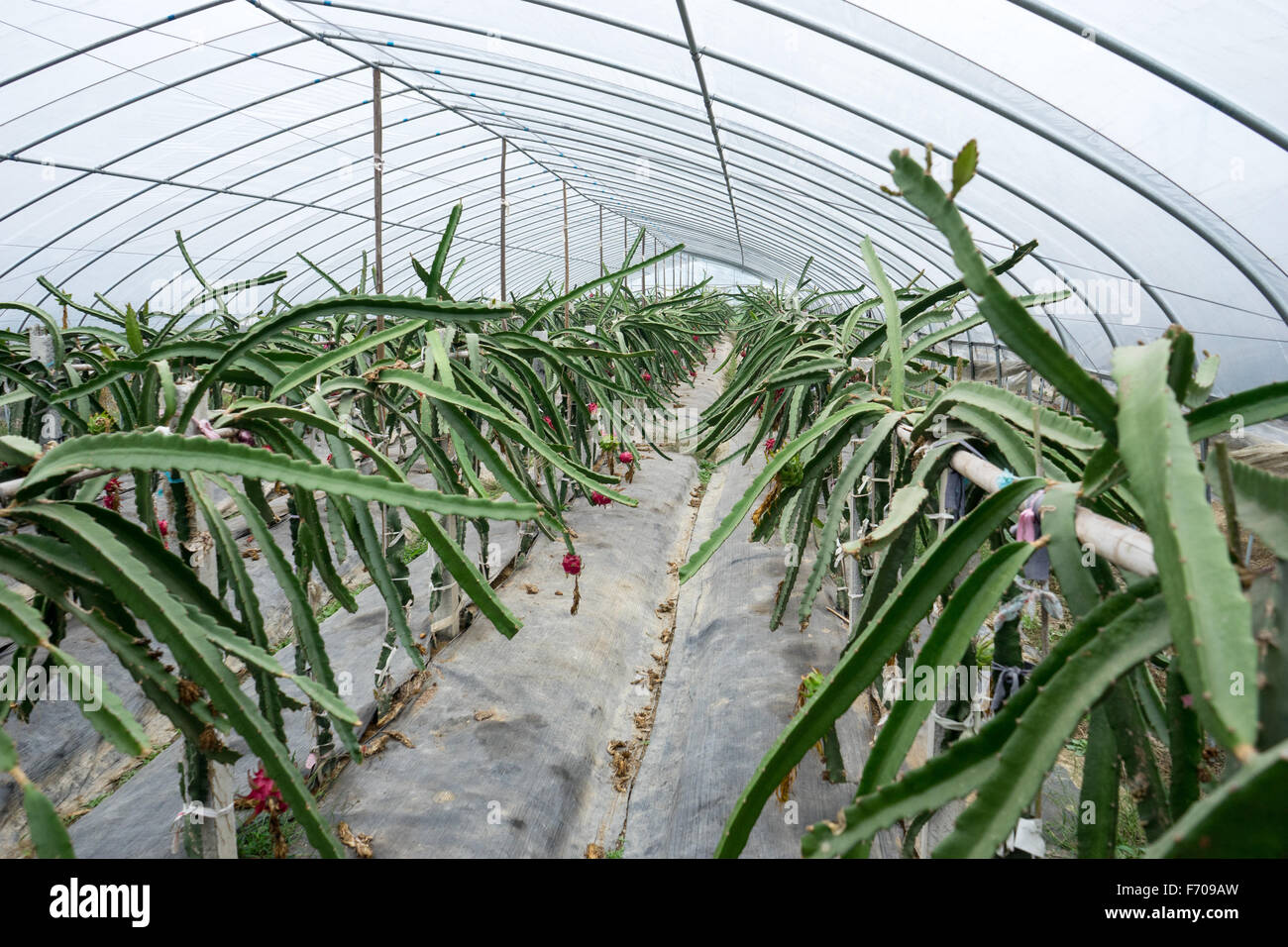 Drachenfrucht (Hylocereus Art Pitahayas) Minong Farm, Siping, Jinhua ...