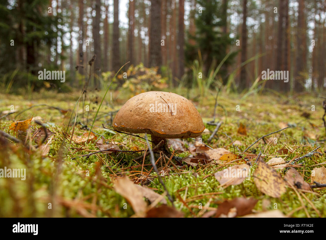 Wald champignon -Fotos und -Bildmaterial in hoher Auflösung – Alamy