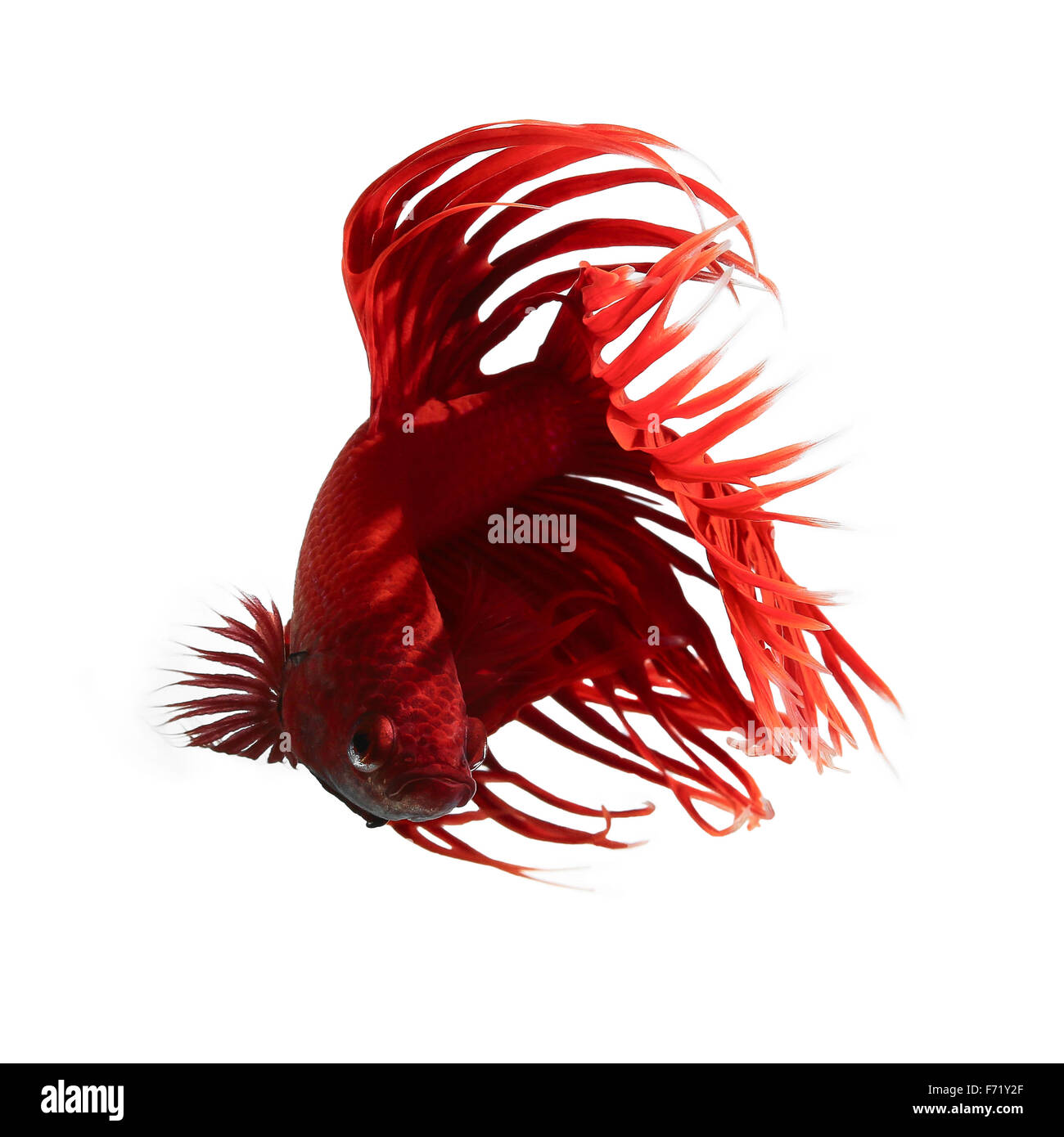 Betta Fisch, siamesische Kampffische, Betta Splendens auf schwarzem ...