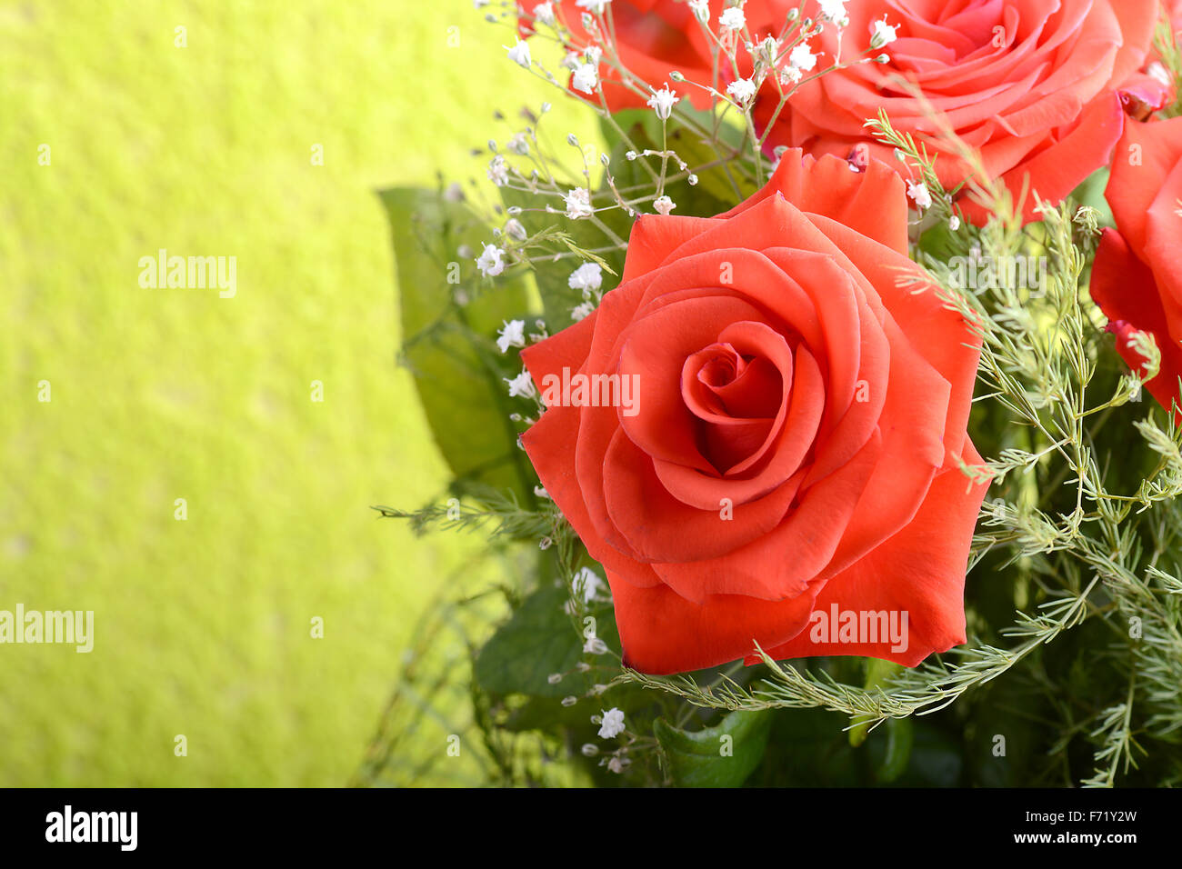Offene rote rosen -Fotos und -Bildmaterial in hoher Auflösung – Alamy