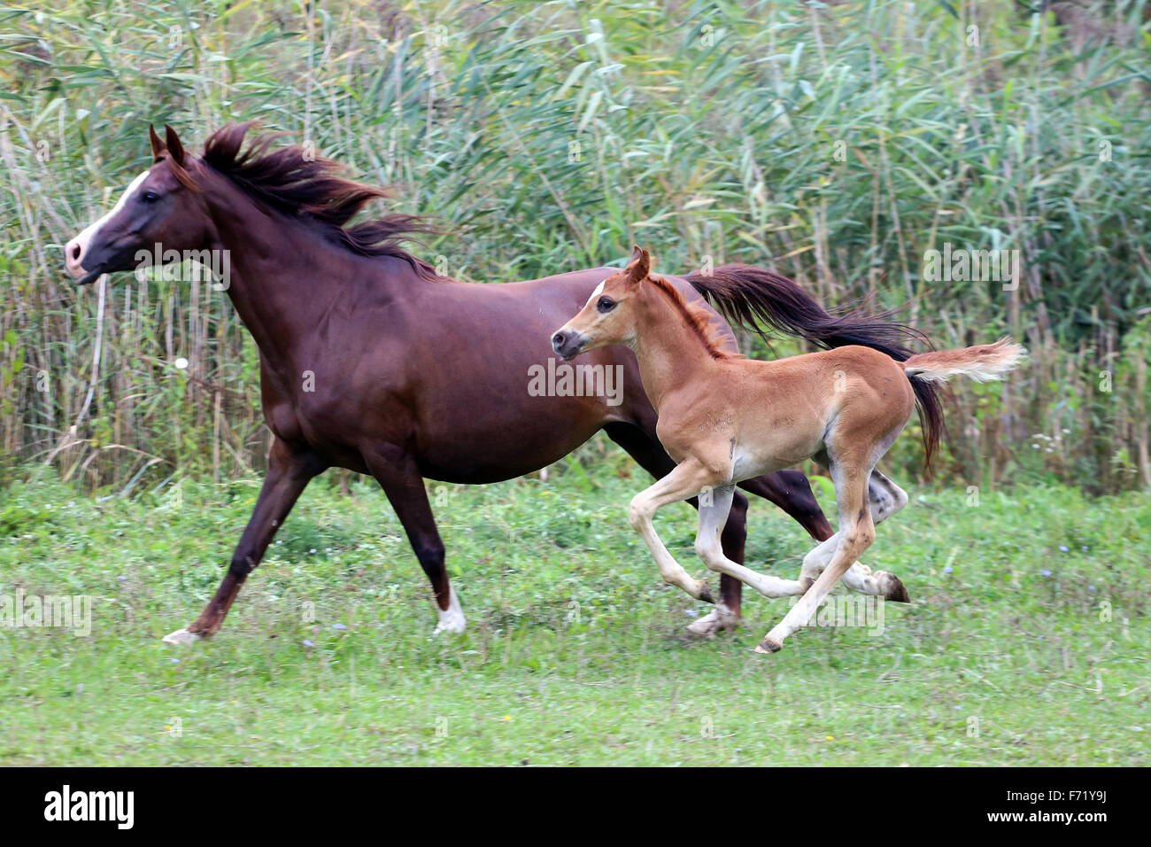Junge arabische Pferde Galopp auf der Wiese gegen grüne reed ...
