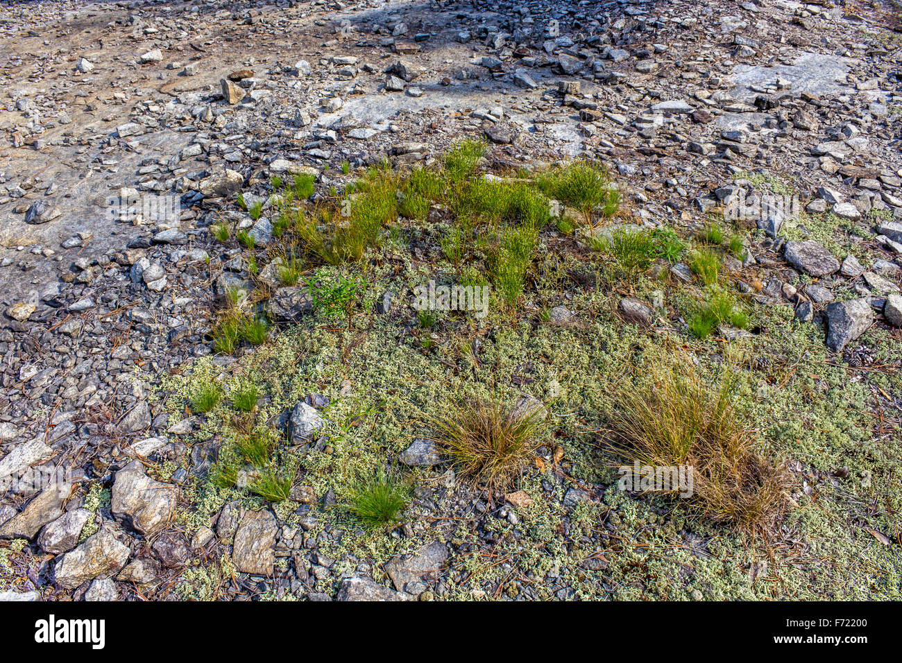 Moos steingras -Fotos und -Bildmaterial in hoher Auflösung – Alamy
