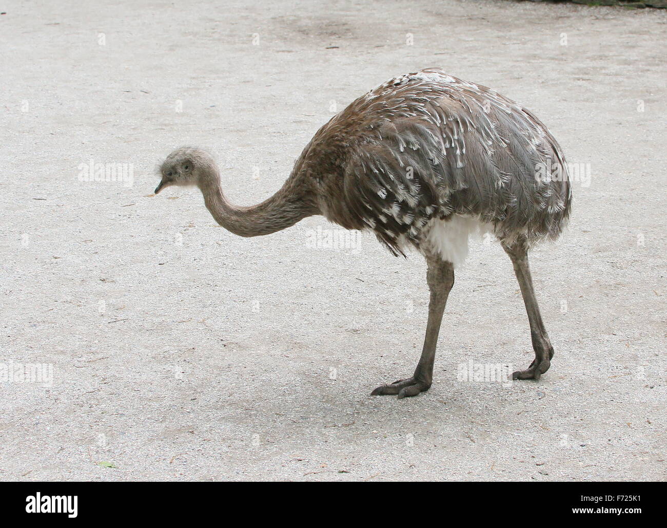 Darwins Rhea oder weniger Rhea / Nandu (Rhea Pennata, Rhea Darwinii ...