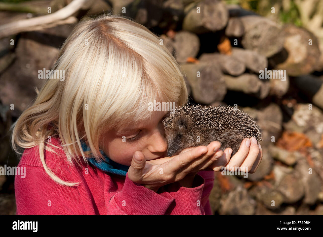 Junge igel -Fotos und -Bildmaterial in hoher Auflösung – Alamy