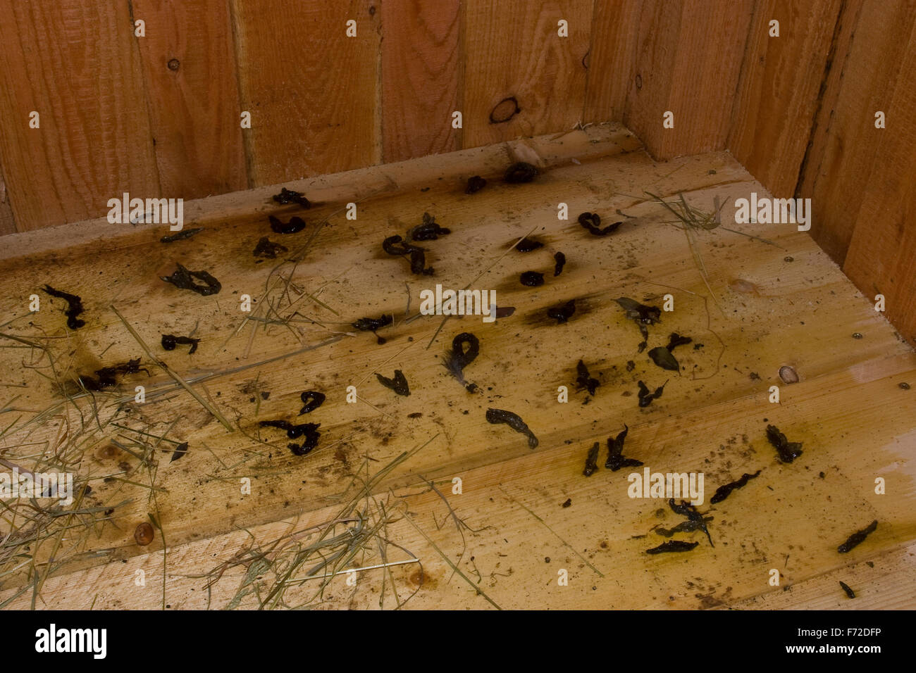 Westlichen Iltis, europäischen Iltis, Dreck, Exkremente, Fäkalien ...