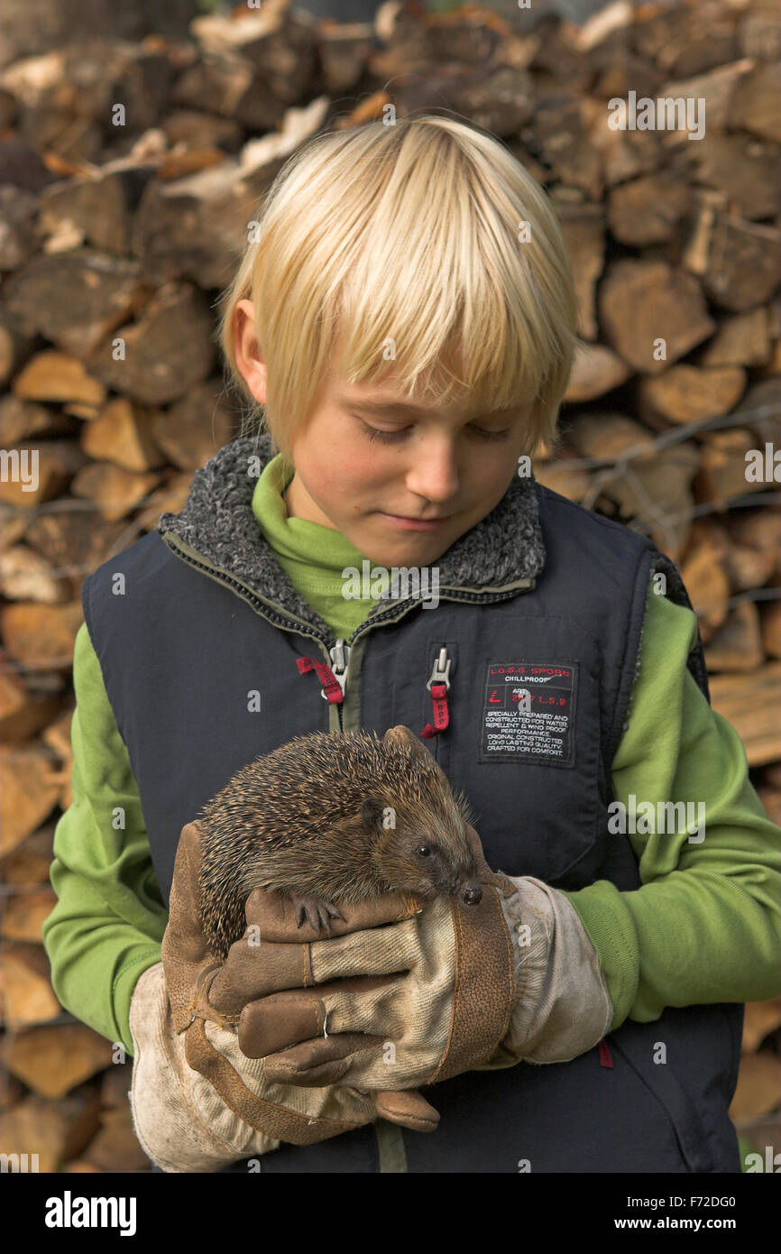 Junge igel -Fotos und -Bildmaterial in hoher Auflösung – Alamy