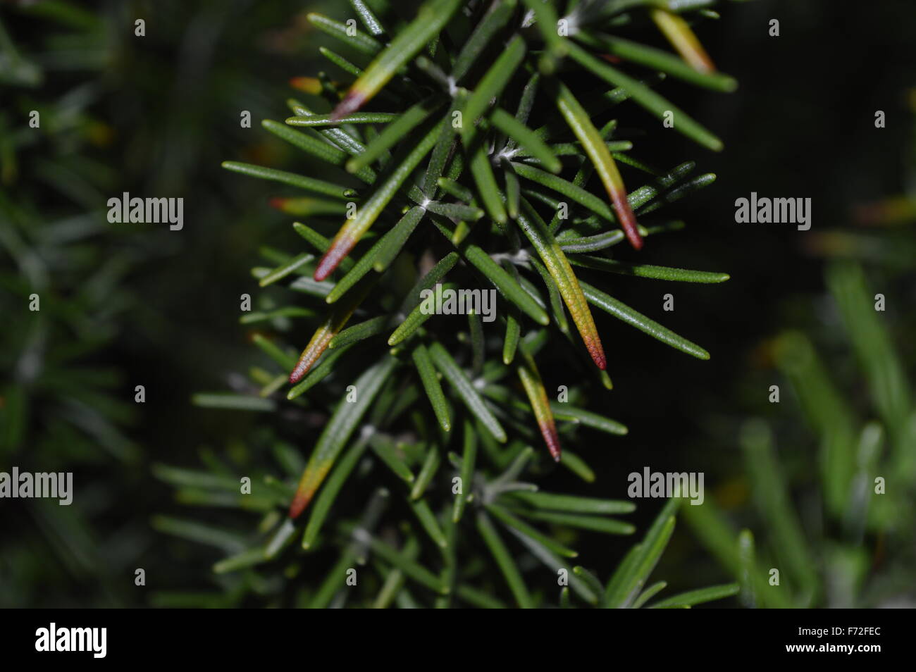 Rose mary -Fotos und -Bildmaterial in hoher Auflösung – Alamy