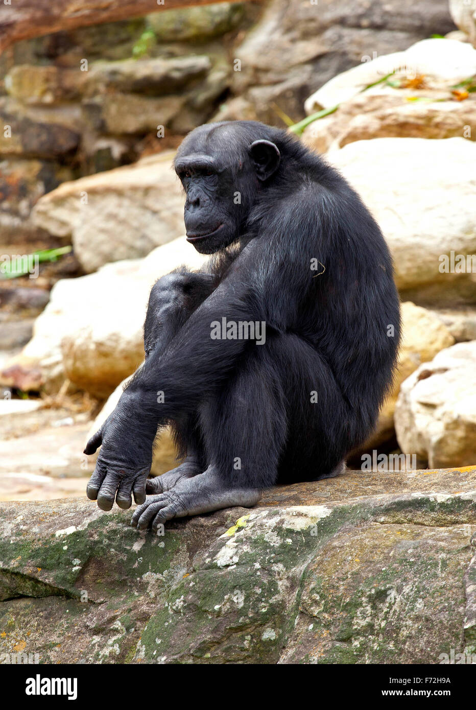 Schimpansen bilder -Fotos und -Bildmaterial in hoher Auflösung – Alamy