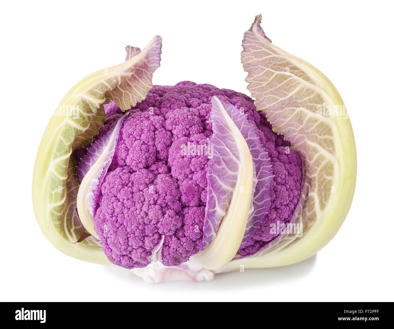 Violetter blumenkohl -Fotos und -Bildmaterial in hoher Auflösung – Alamy