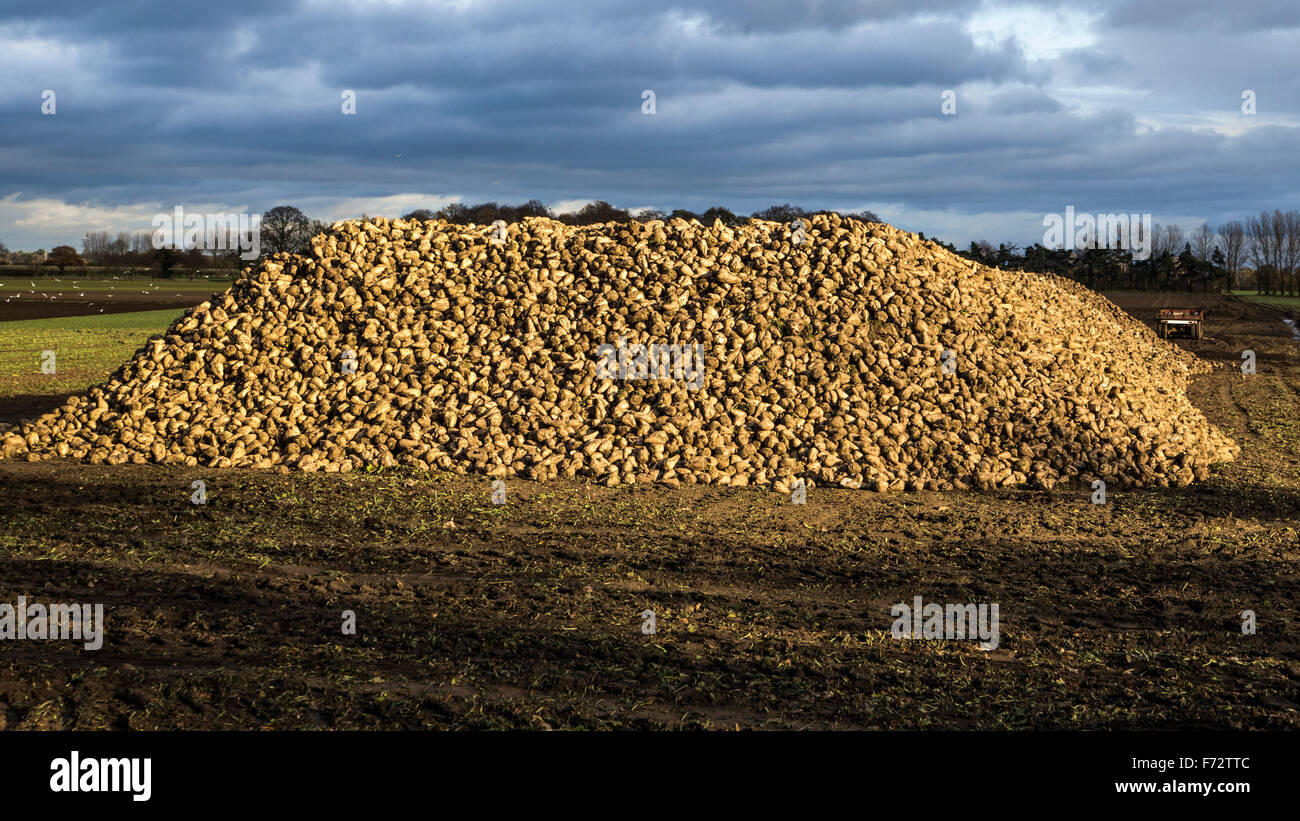 Zuckerrüben-Ernte. Große Haufen von Zuckerrüben in einem Feld unter die ...