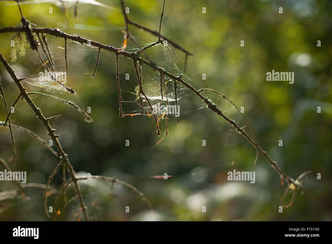 Spider webs -Fotos und -Bildmaterial in hoher Auflösung – Alamy