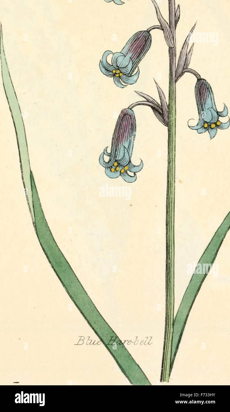 Elemente der Wissenschaft der Botanik, von Carl von Linné; mit ...