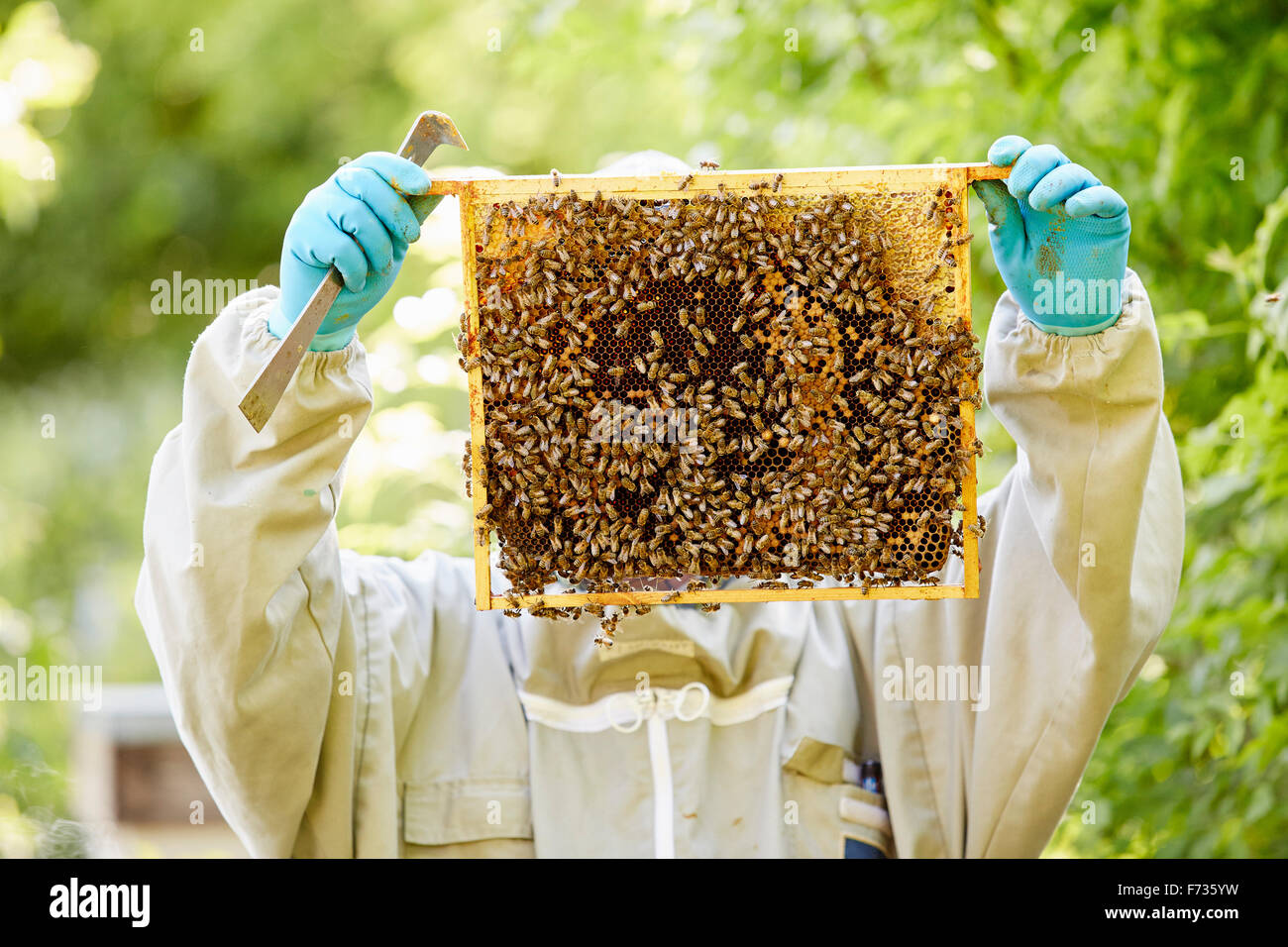 Super bienen -Fotos und -Bildmaterial in hoher Auflösung – Alamy