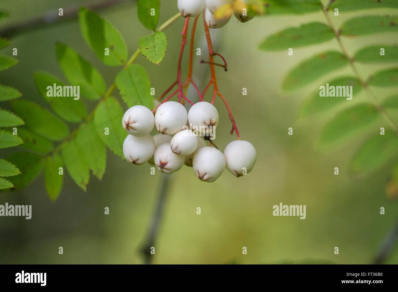 Sorbus cashmiriana -Fotos und -Bildmaterial in hoher Auflösung – Alamy